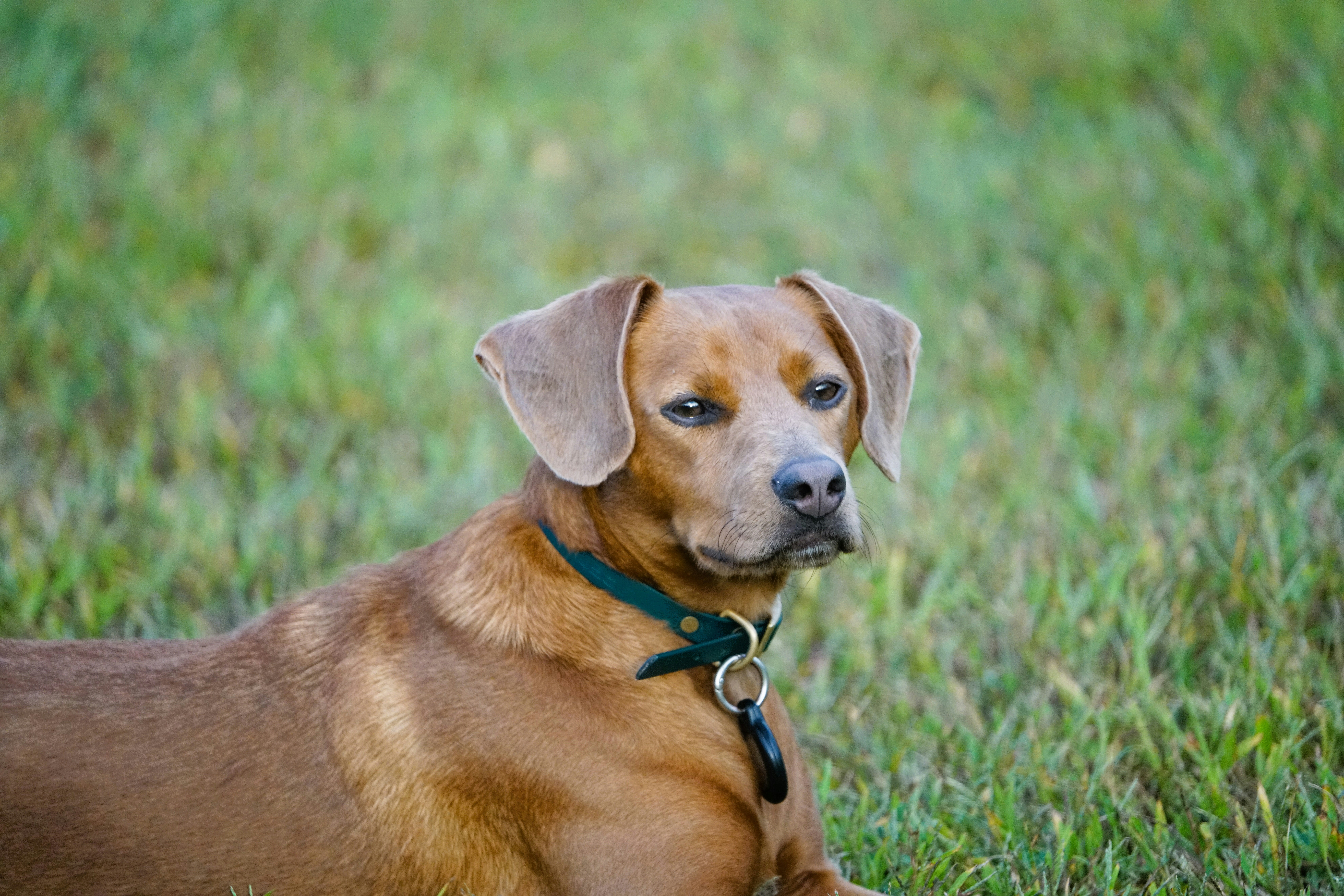 A brown dog resting on the grass in the park after playing on a fall day. | A brown dog with floppy ears lies on grass.