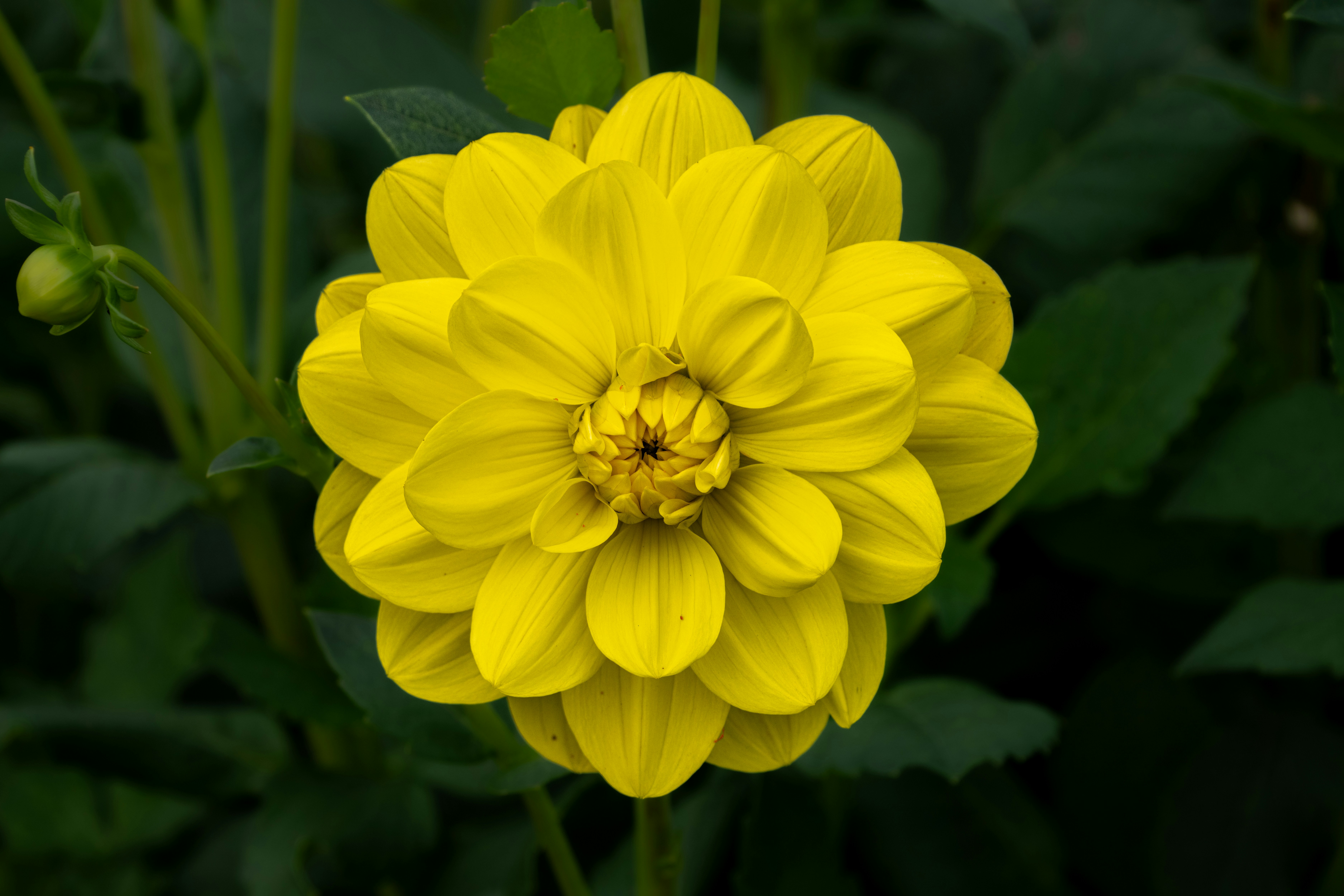 Golden Harmony: The Dahlia's Radiance