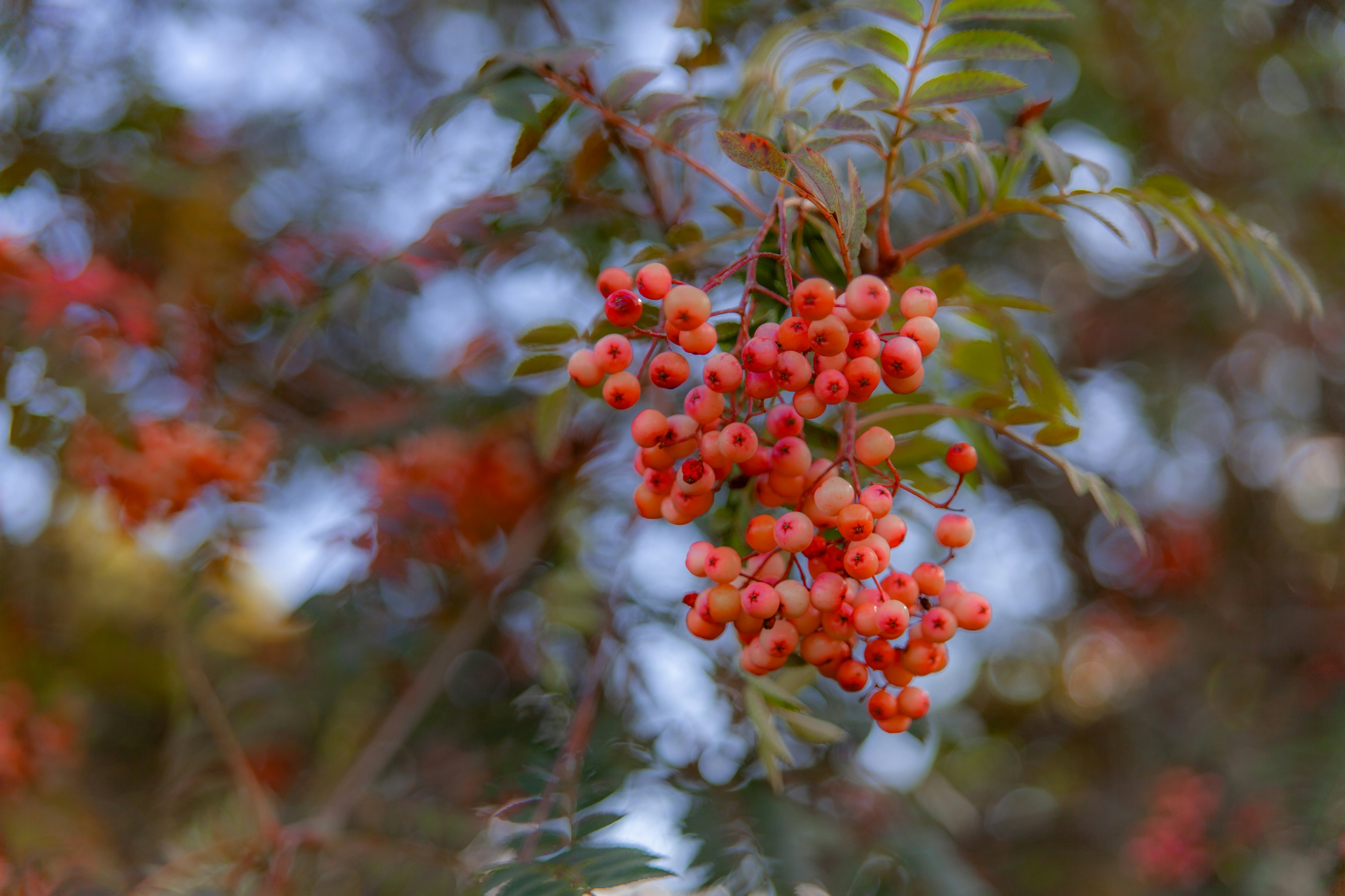 Photo by Klaudia Borowiec with Canon EOS 5D Mark II