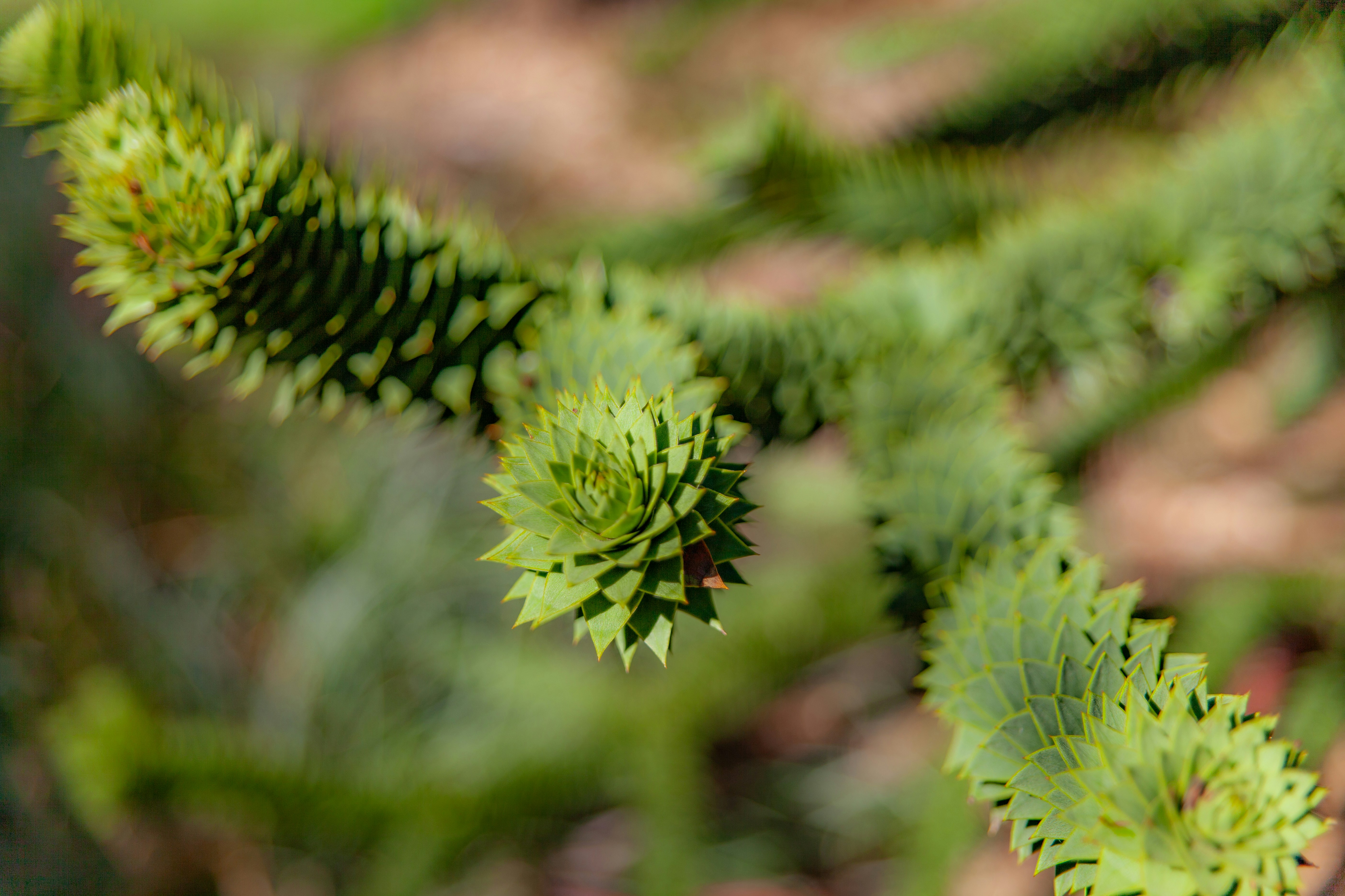 Photo by Klaudia Borowiec with Canon EOS 5D Mark II