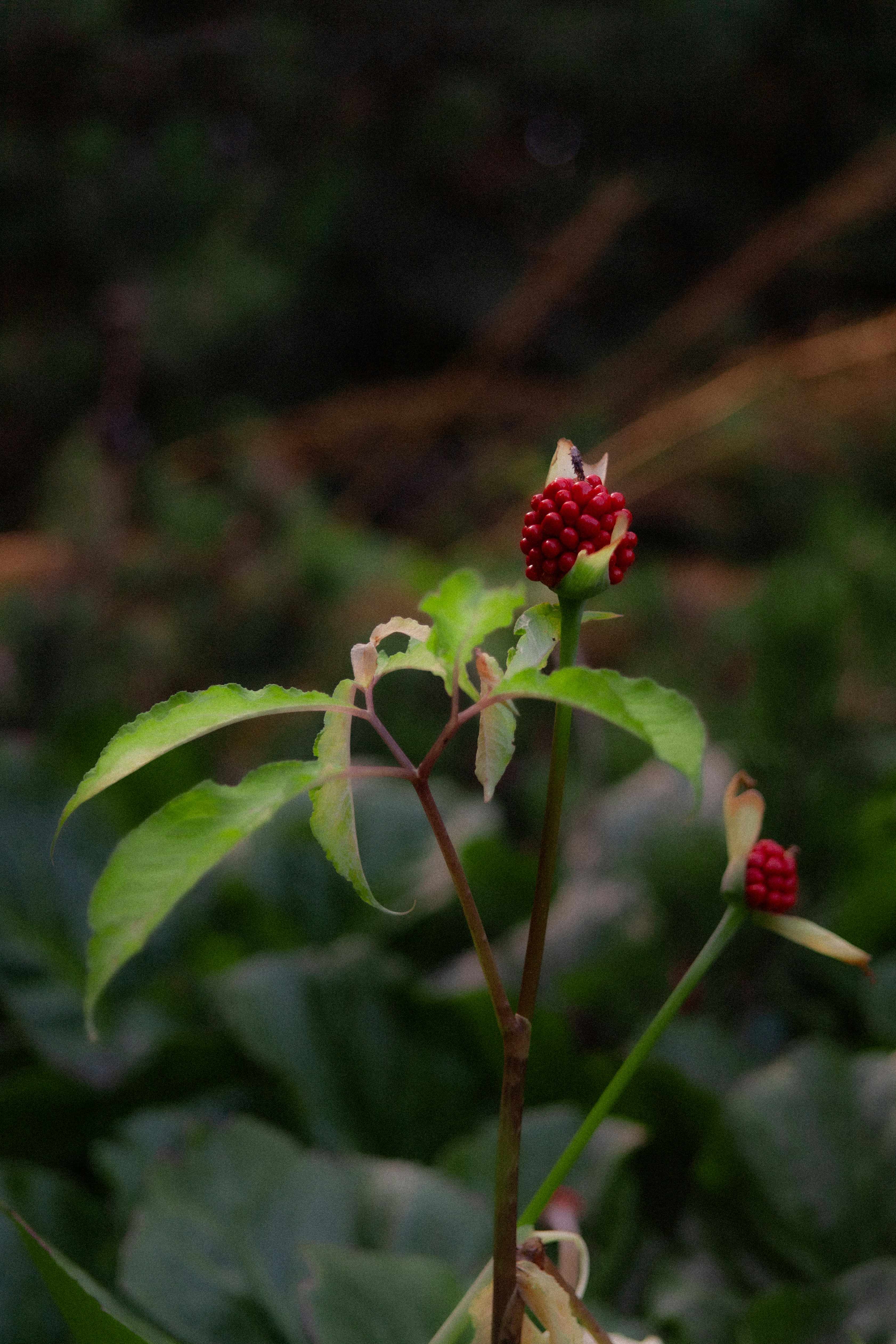 A plant with red berries and green leaves.