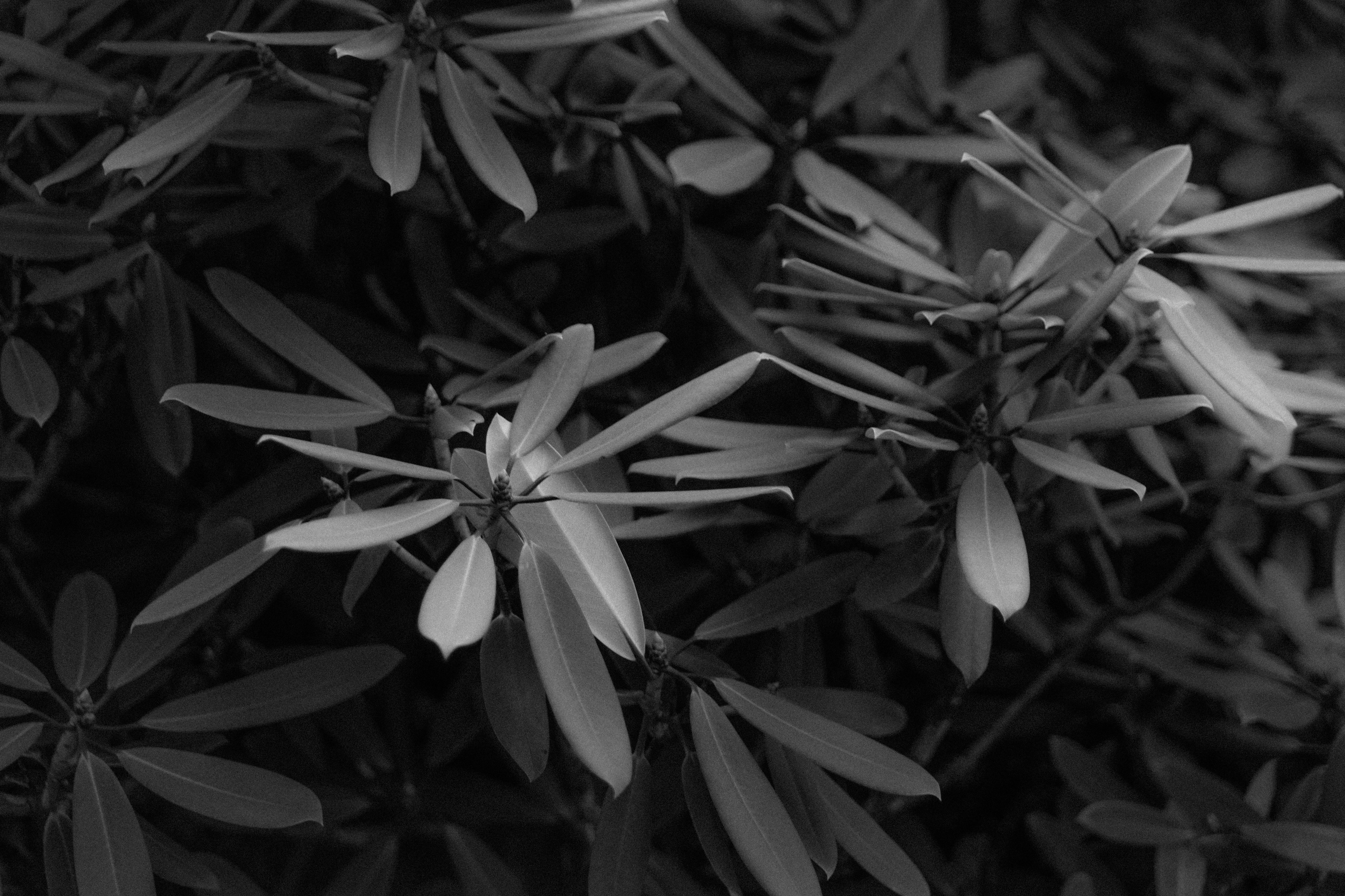 Close-up of dark green leaves on a bush.