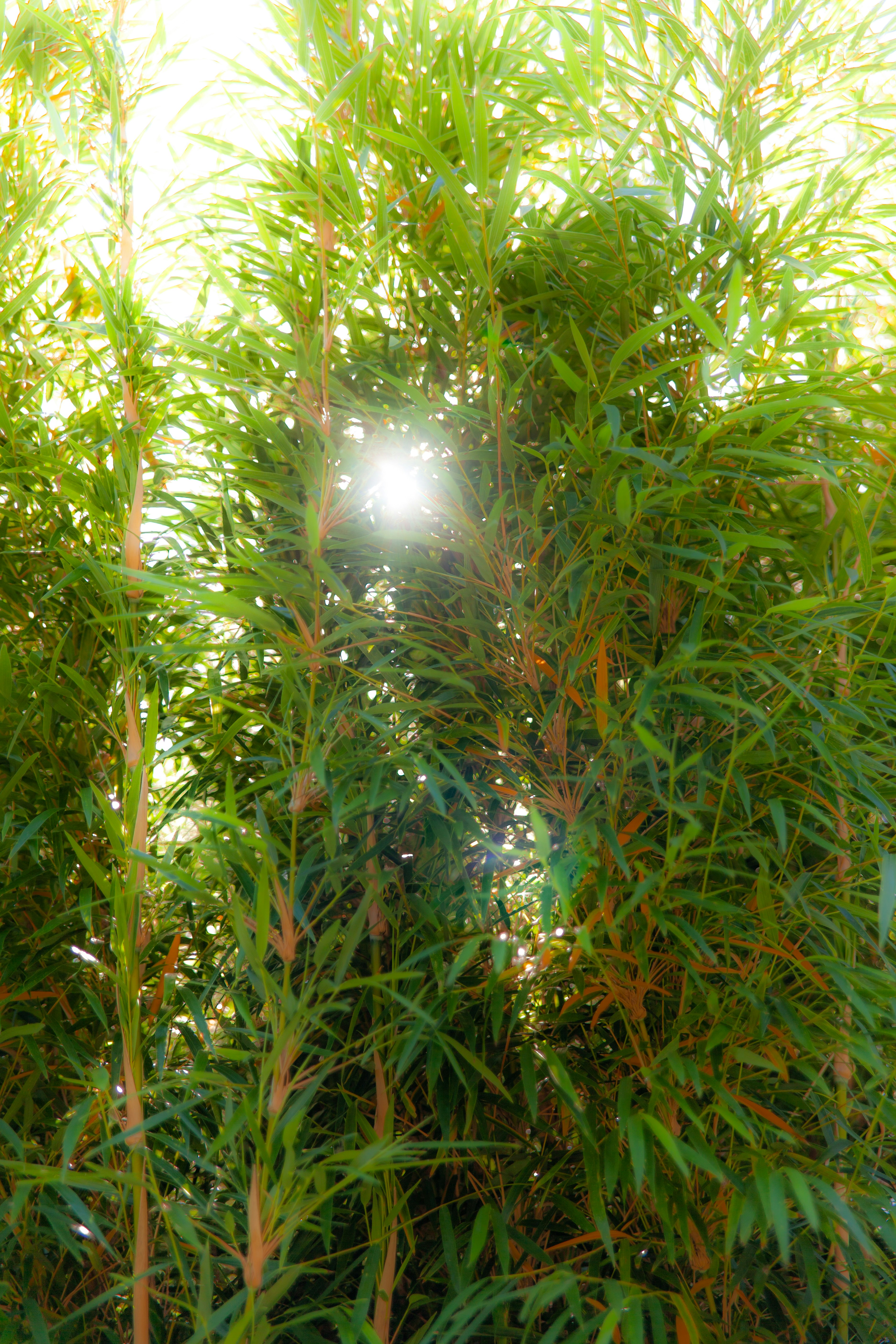 Sunlight shines through lush green bamboo stalks.