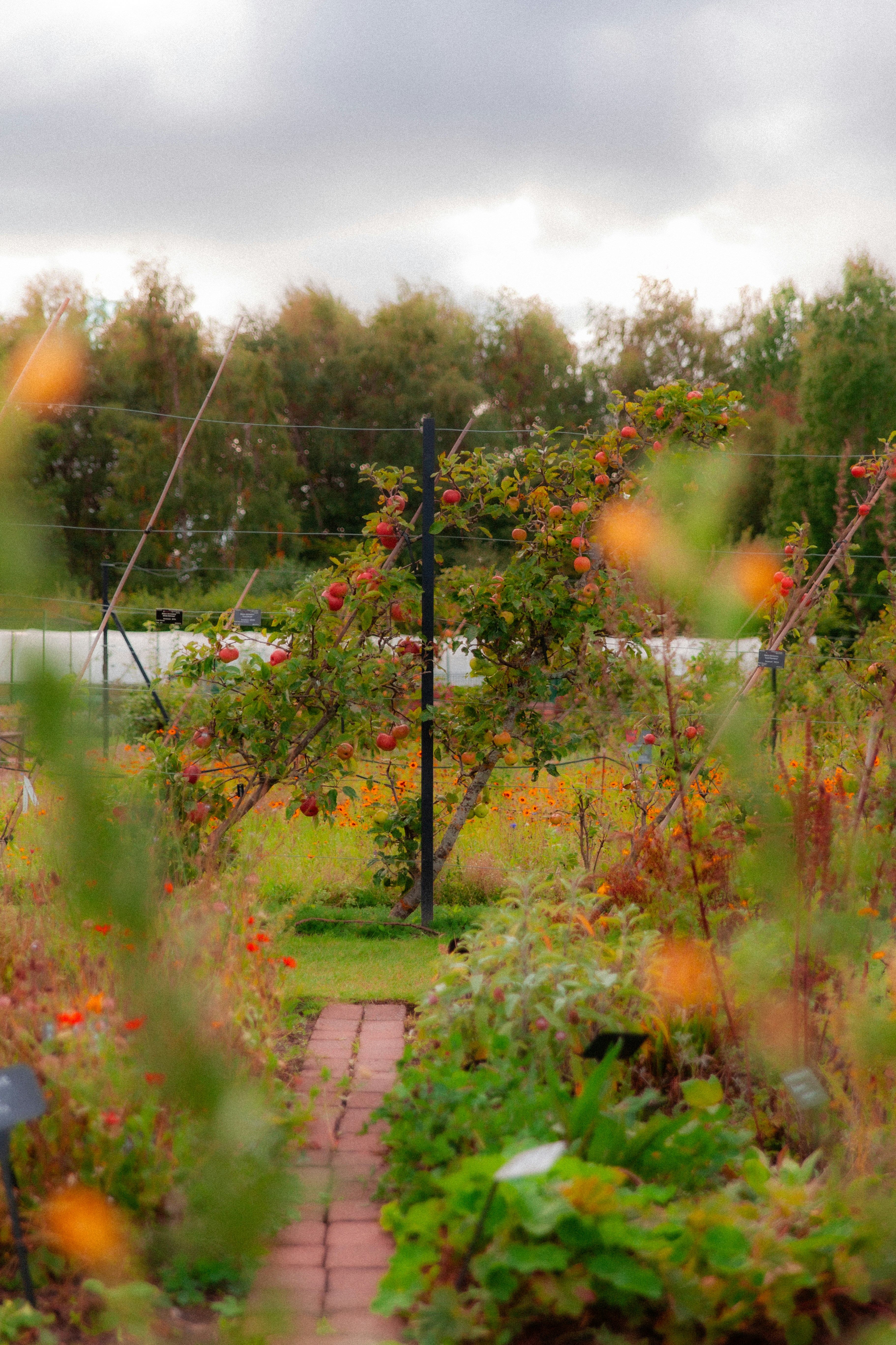 Vibrant apple trees adorned with ripe fruit, framed by colorful flowers along a winding path in a lush garden.