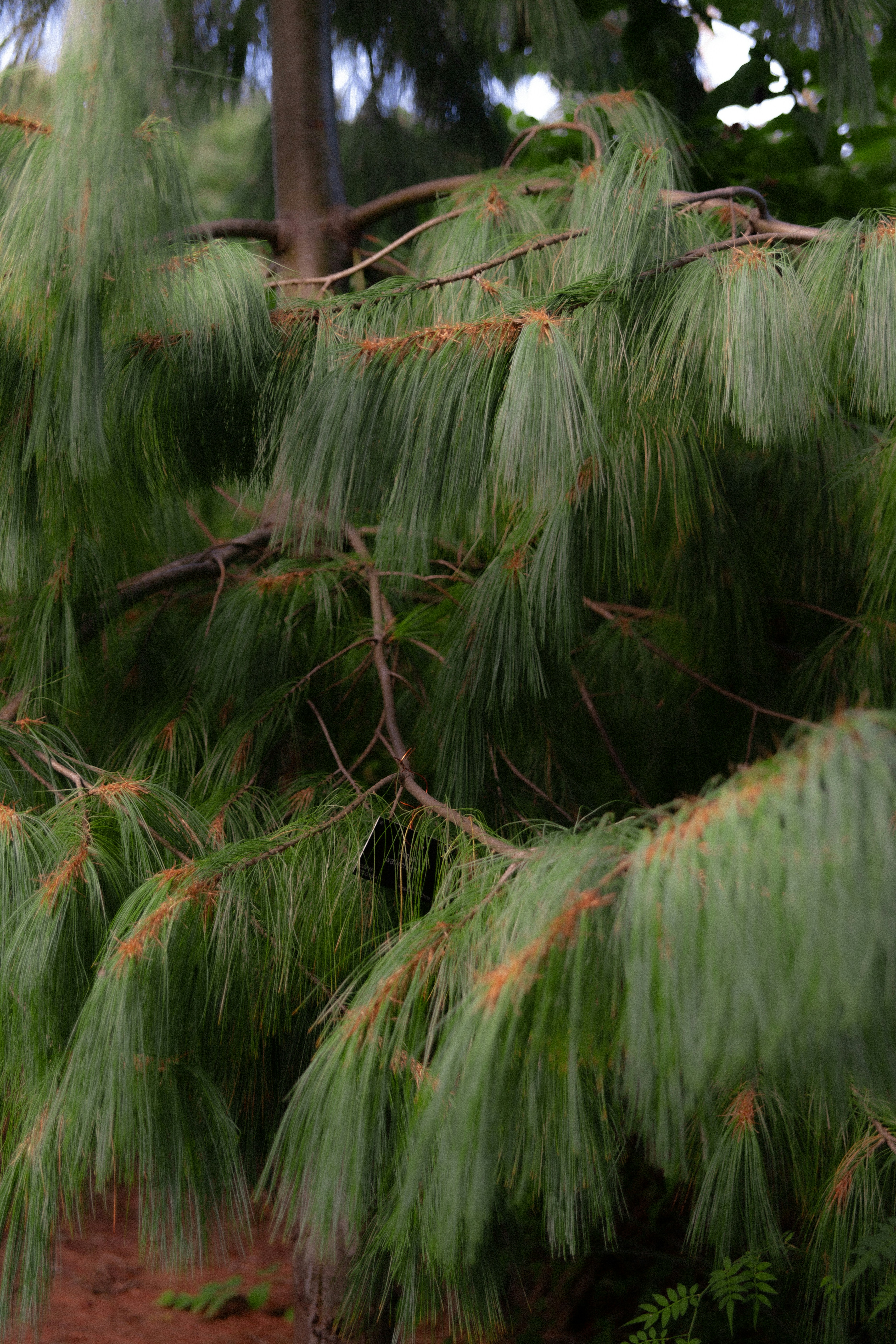 Whispers of the Pine: A Tangle of Green