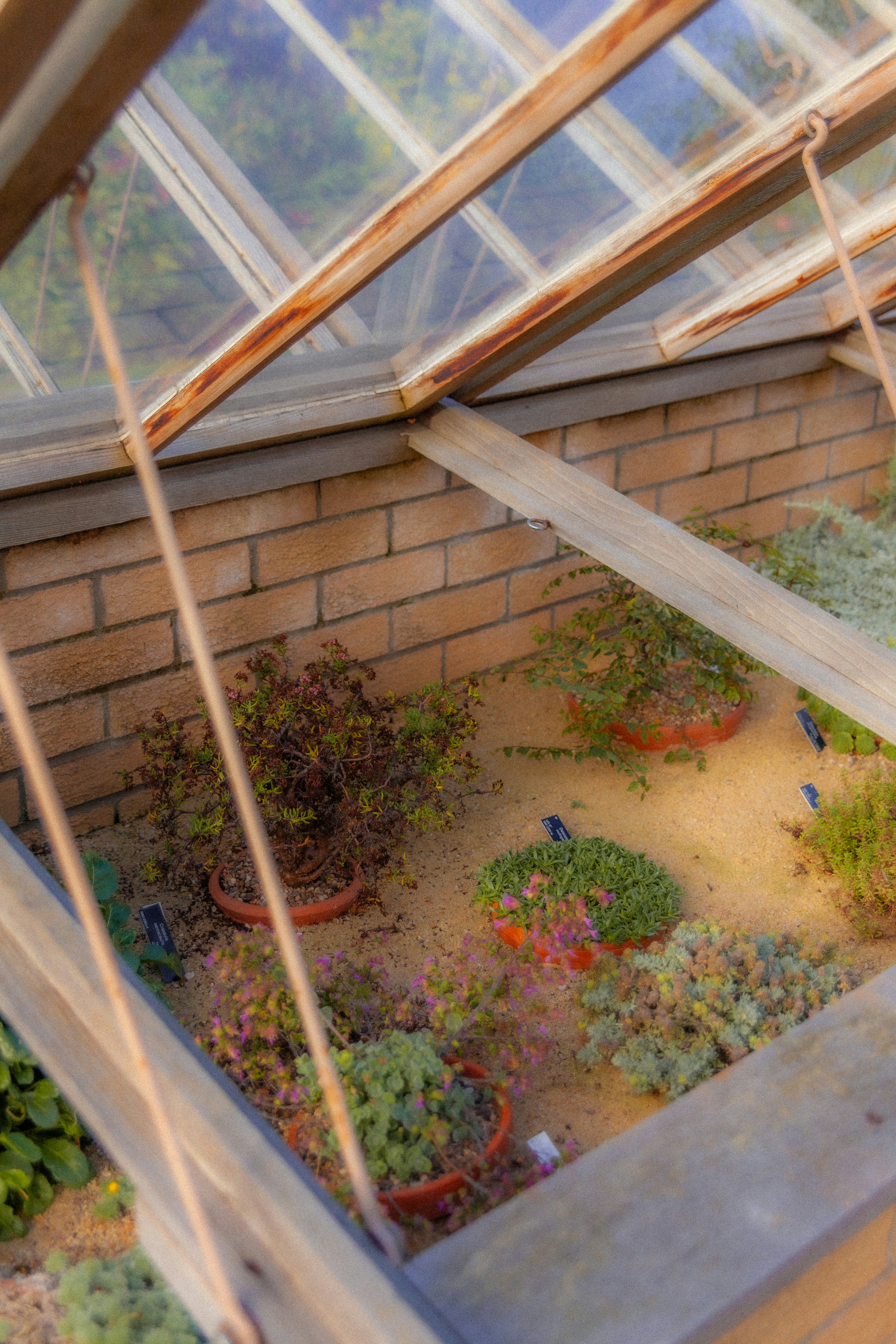 Vibrant potted plants thrive in a sunlit greenhouse, showcasing a variety of textures and colors among sandy soil. Labels indicate different species.