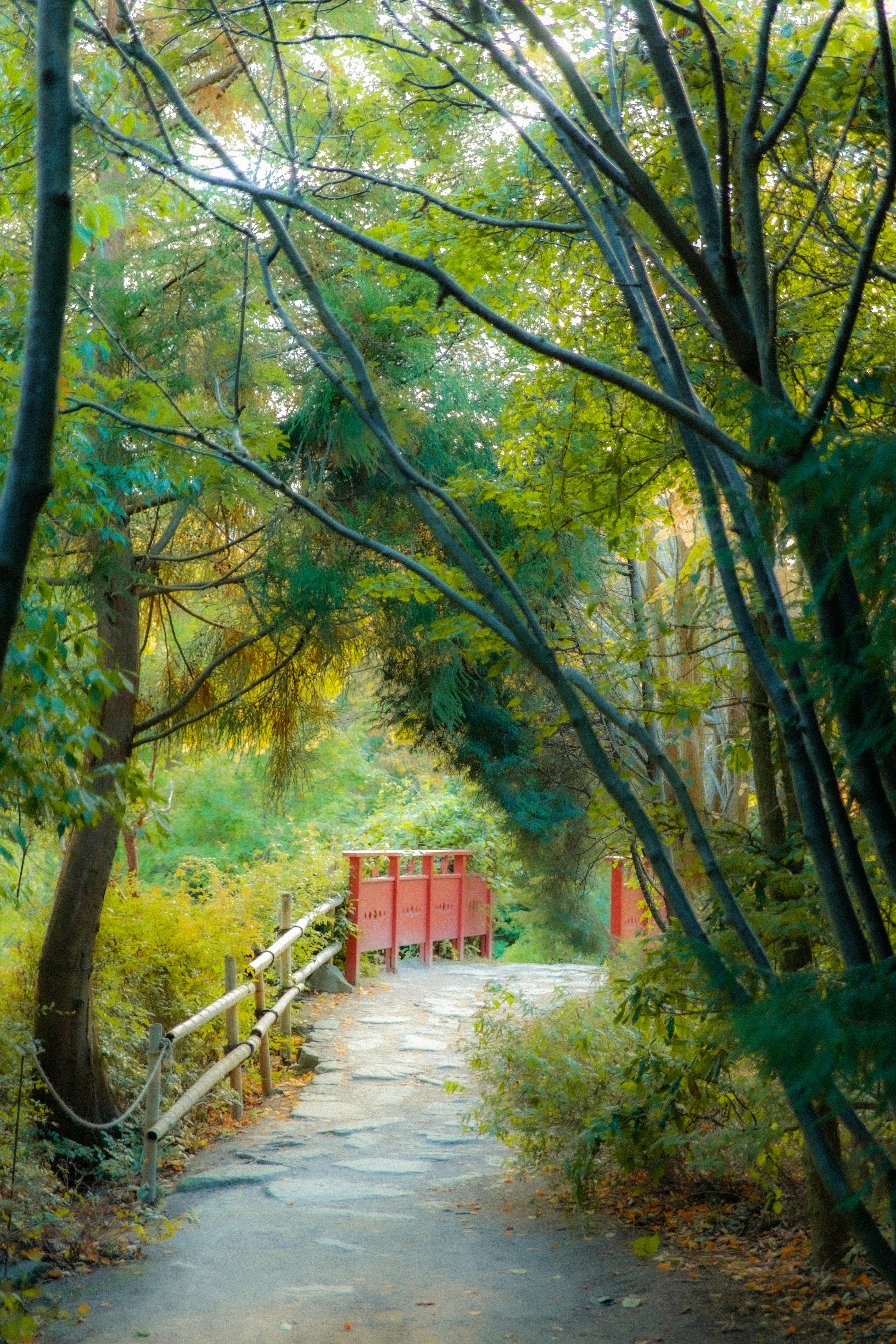 Crimson Footbridge Framed by a Cathedral of Green