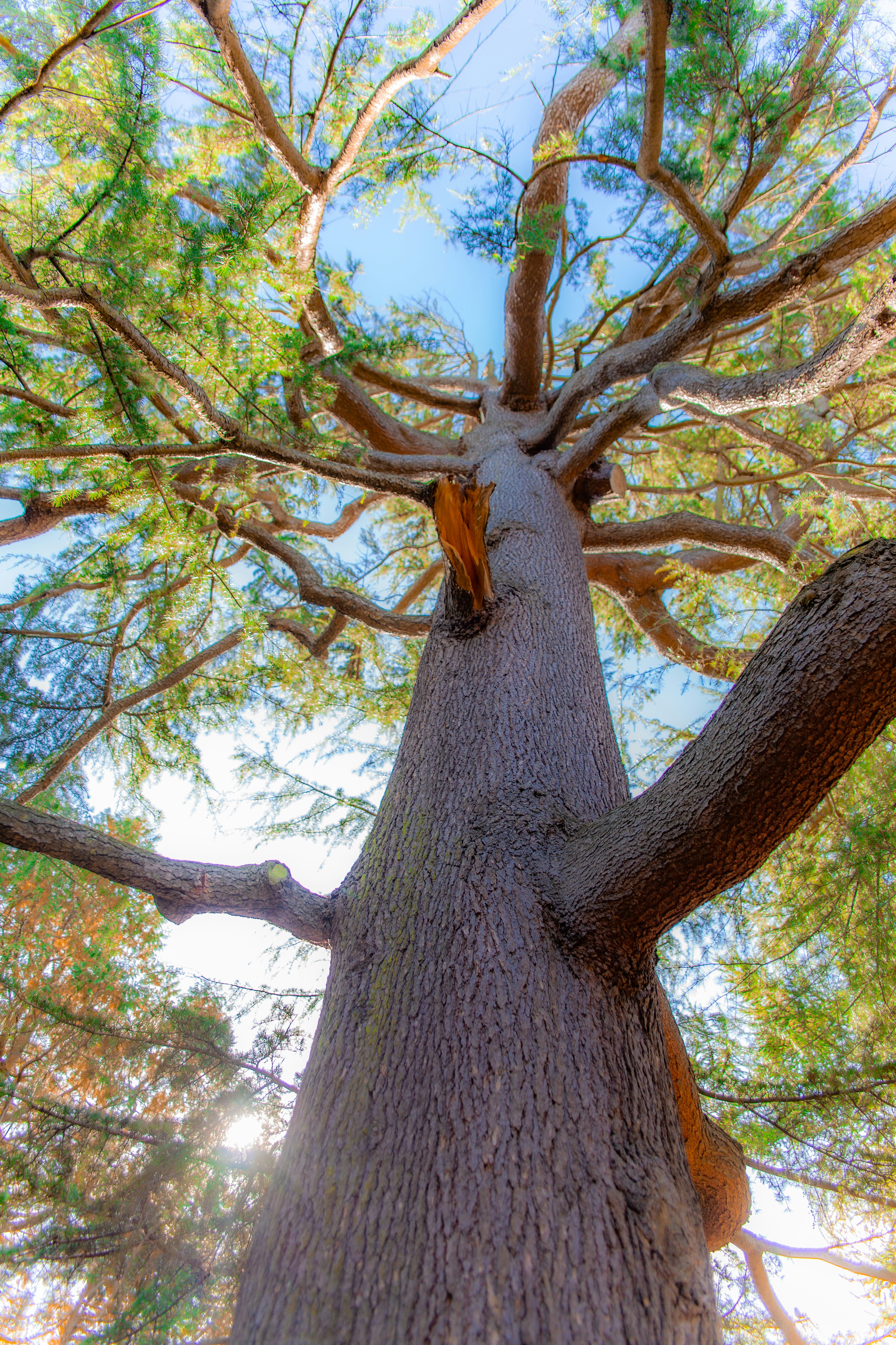 Tall tree viewed from the ground, showcasing its expansive branches against a clear blue sky.
