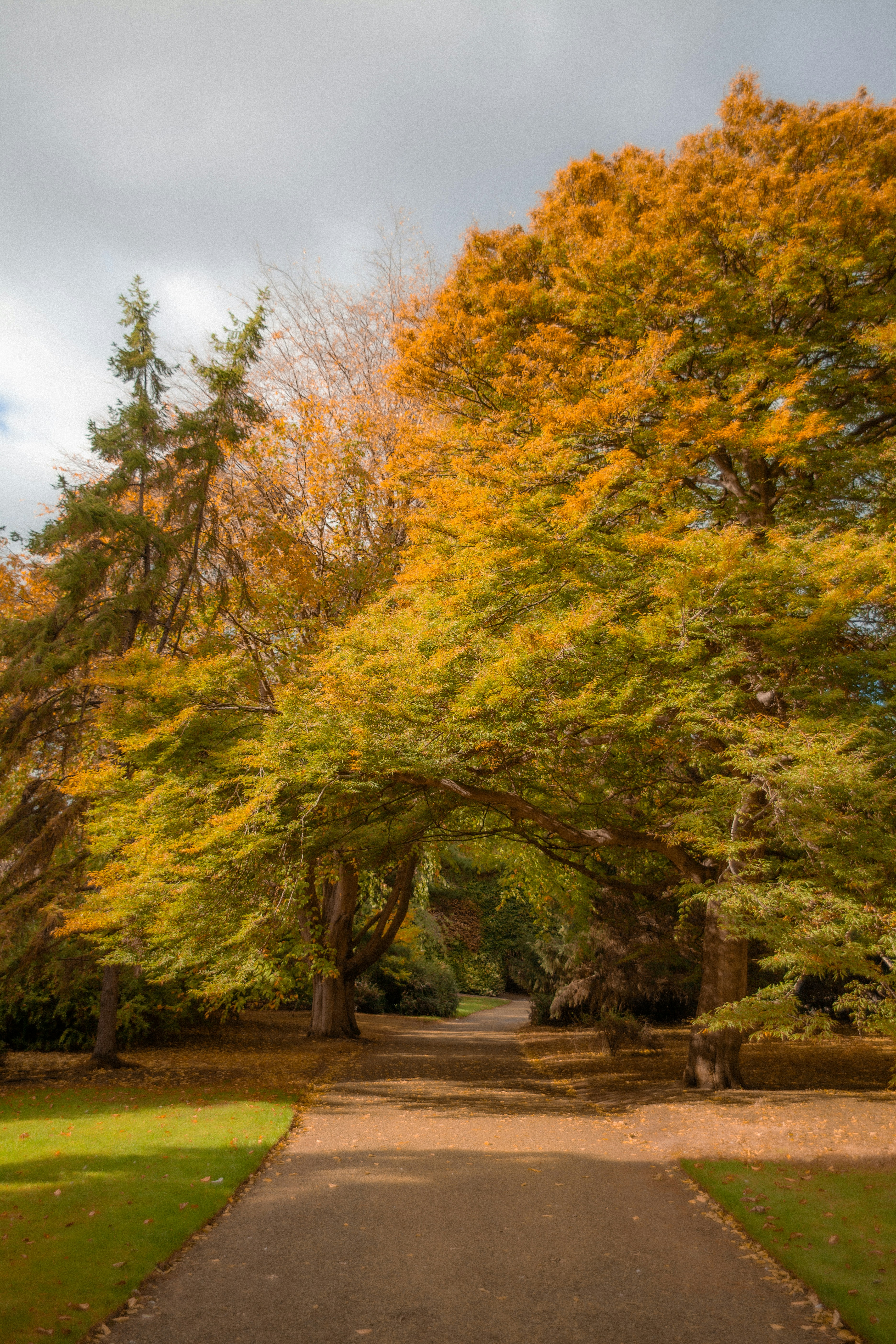 Golden Archway: A Quiet Autumn Path Through Colorful Canopies