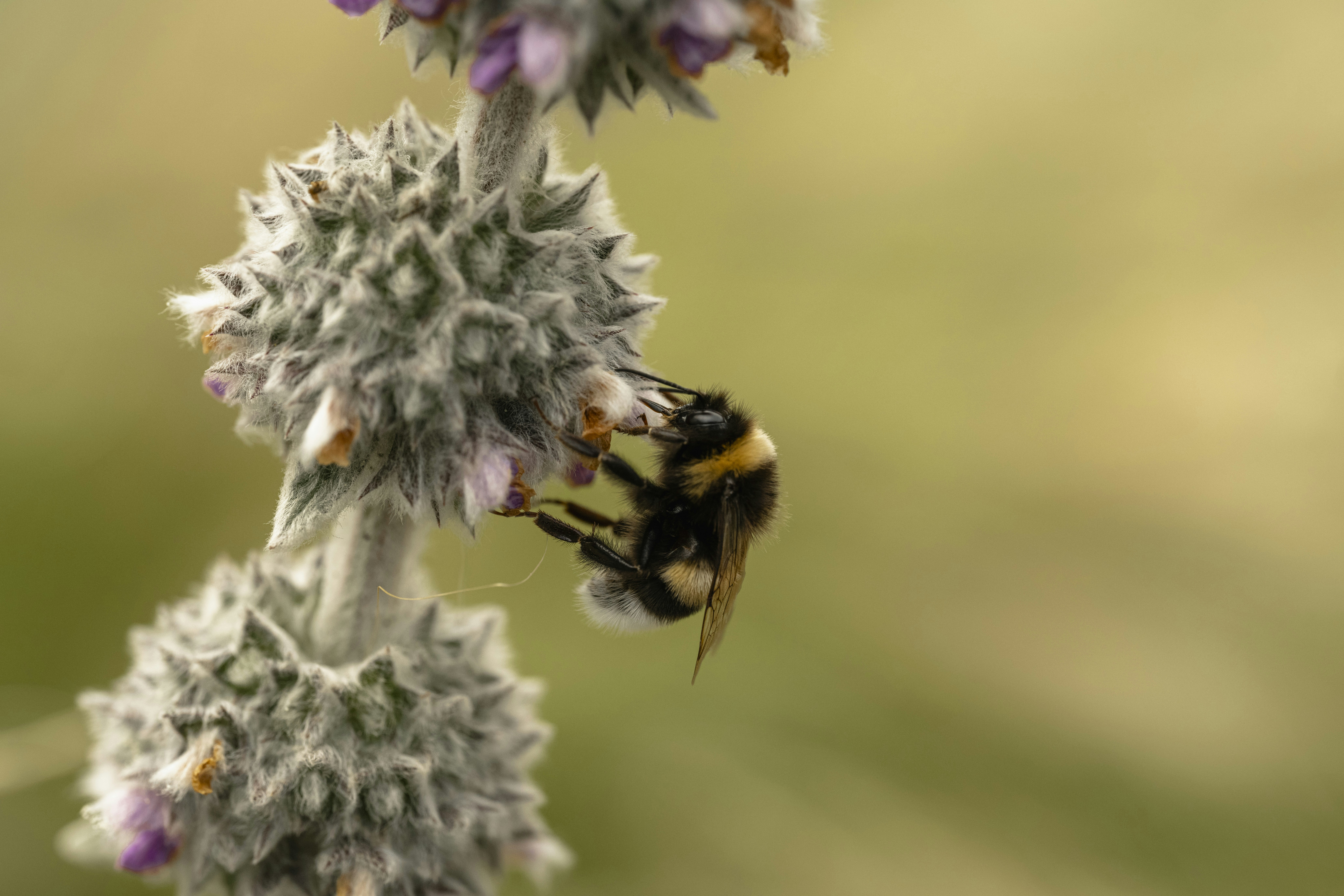 A bumblebee collects nectar from a fuzzy plant.