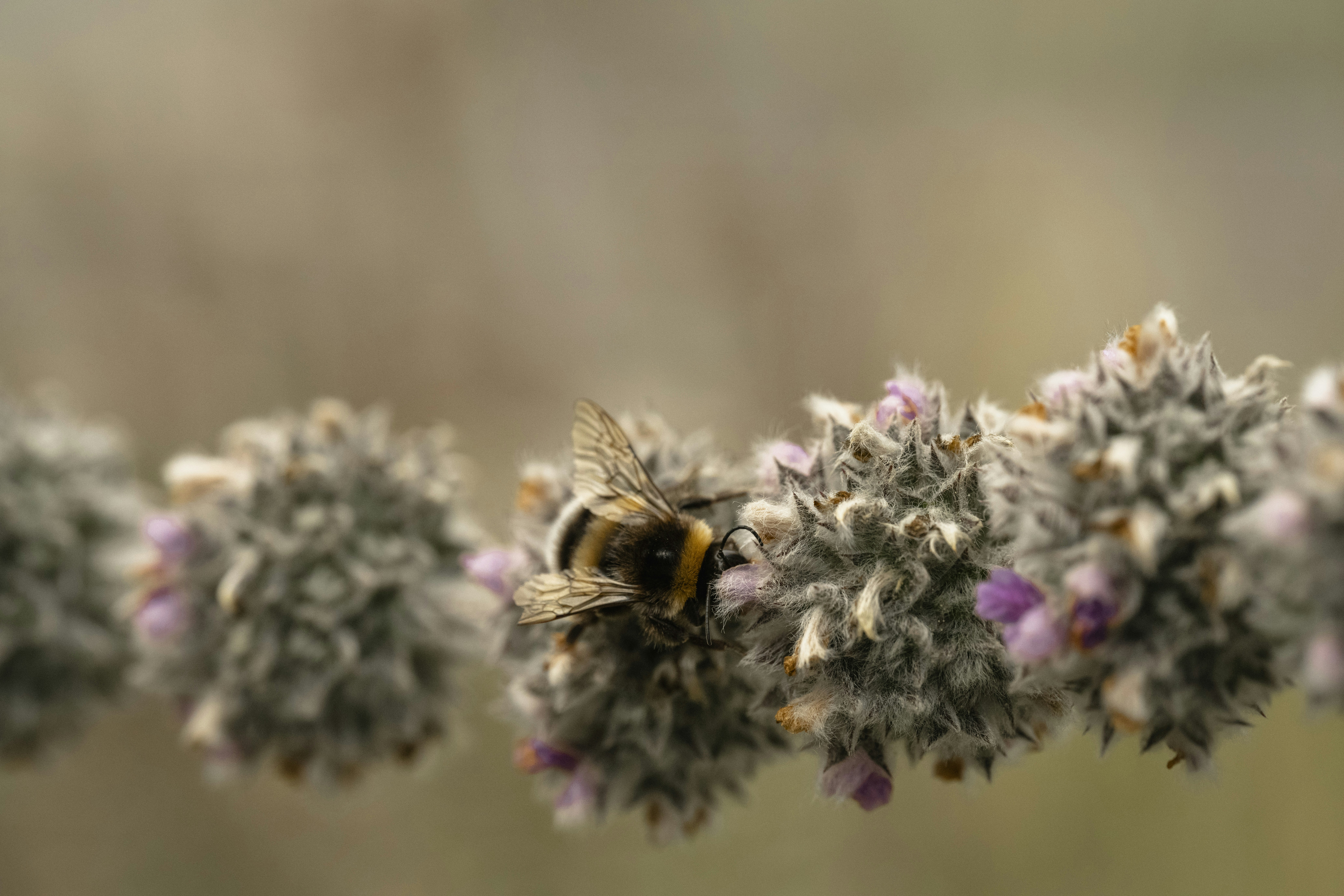 A bumblebee foraging on a cluster of purple flowers, showcasing the intricate details of its wings and the vibrant flora surrounding it.