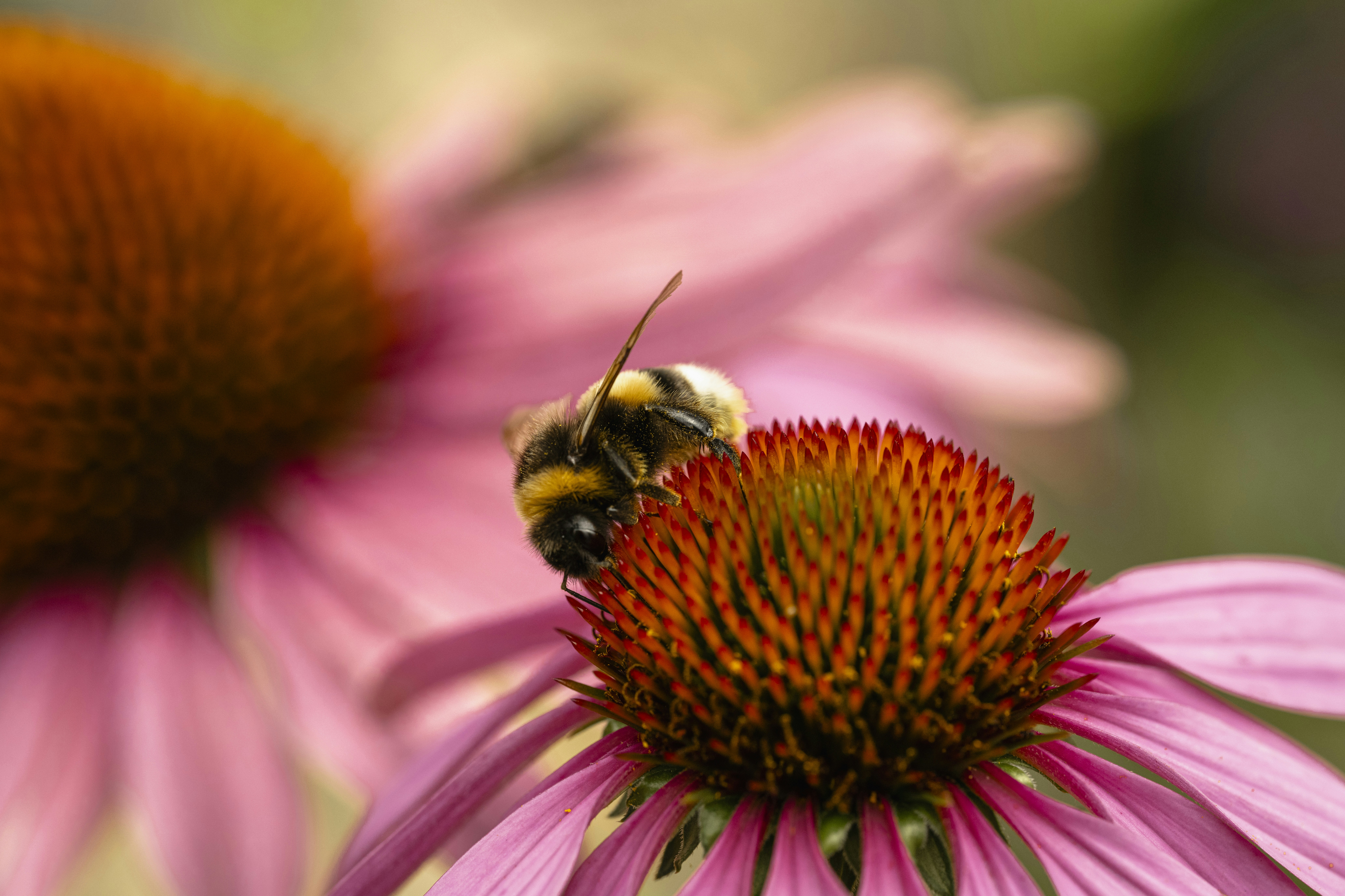A bumblebee gathers nectar from a vibrant echinacea flower, showcasing the intricate details of its fur and the flower's vivid colors.