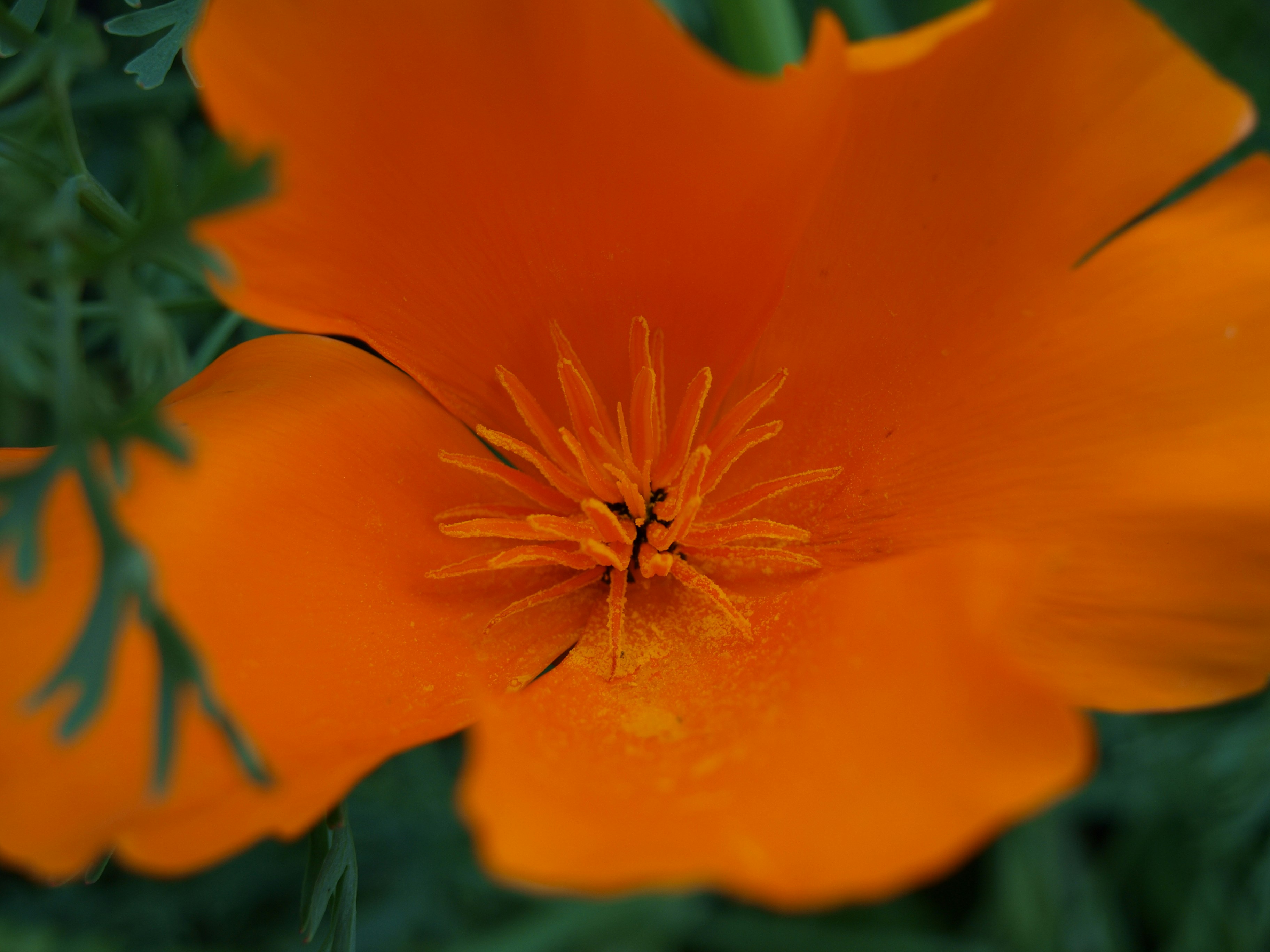 Close-up of a bright orange California poppy flower, showcasing its intricate center and delicate petals against lush green foliage.