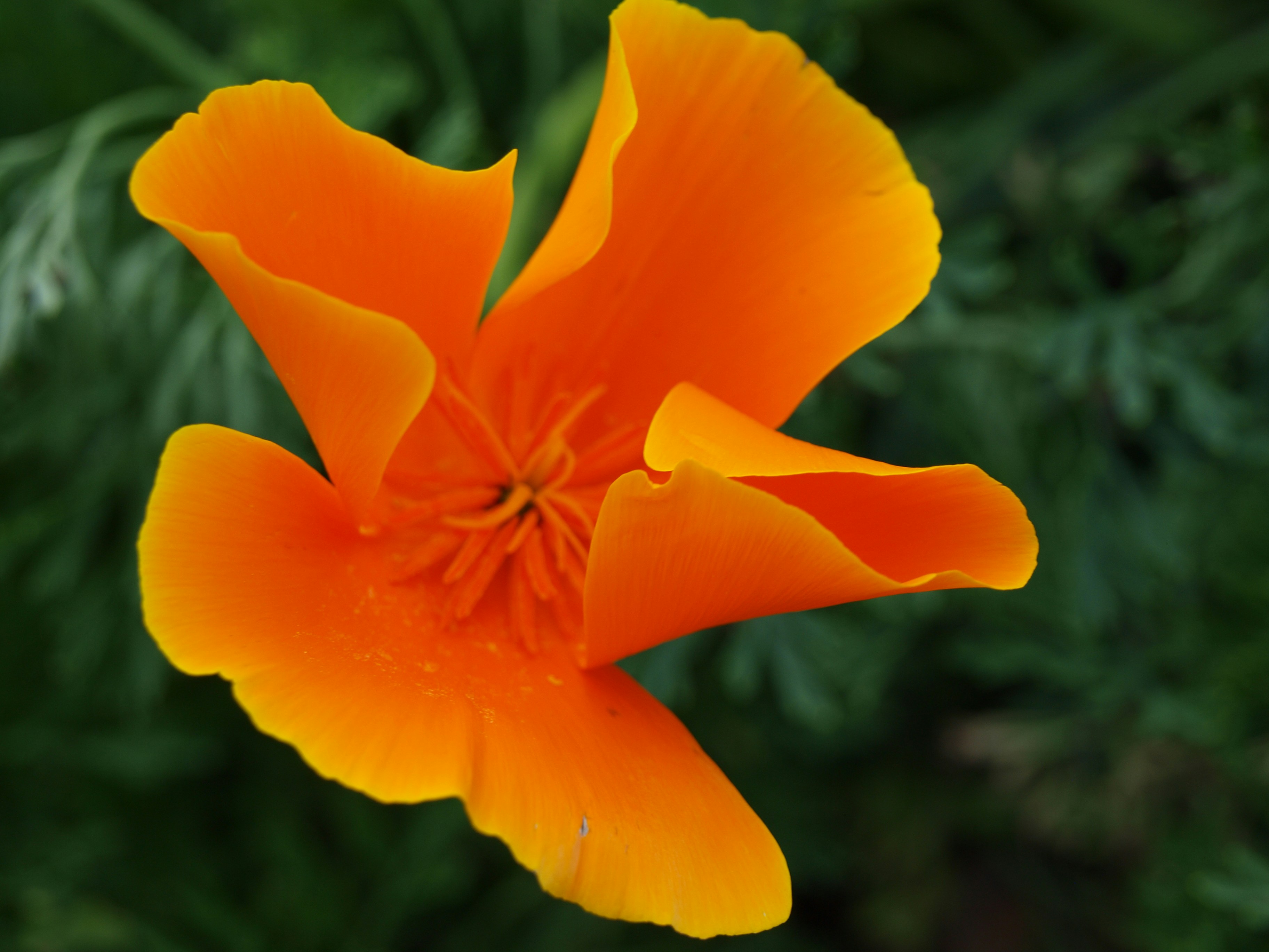 A beautiful movement shot of the bright orange California Poppy flower in the gentle spring breeze. | Vibrant orange california poppy flower in bloom.