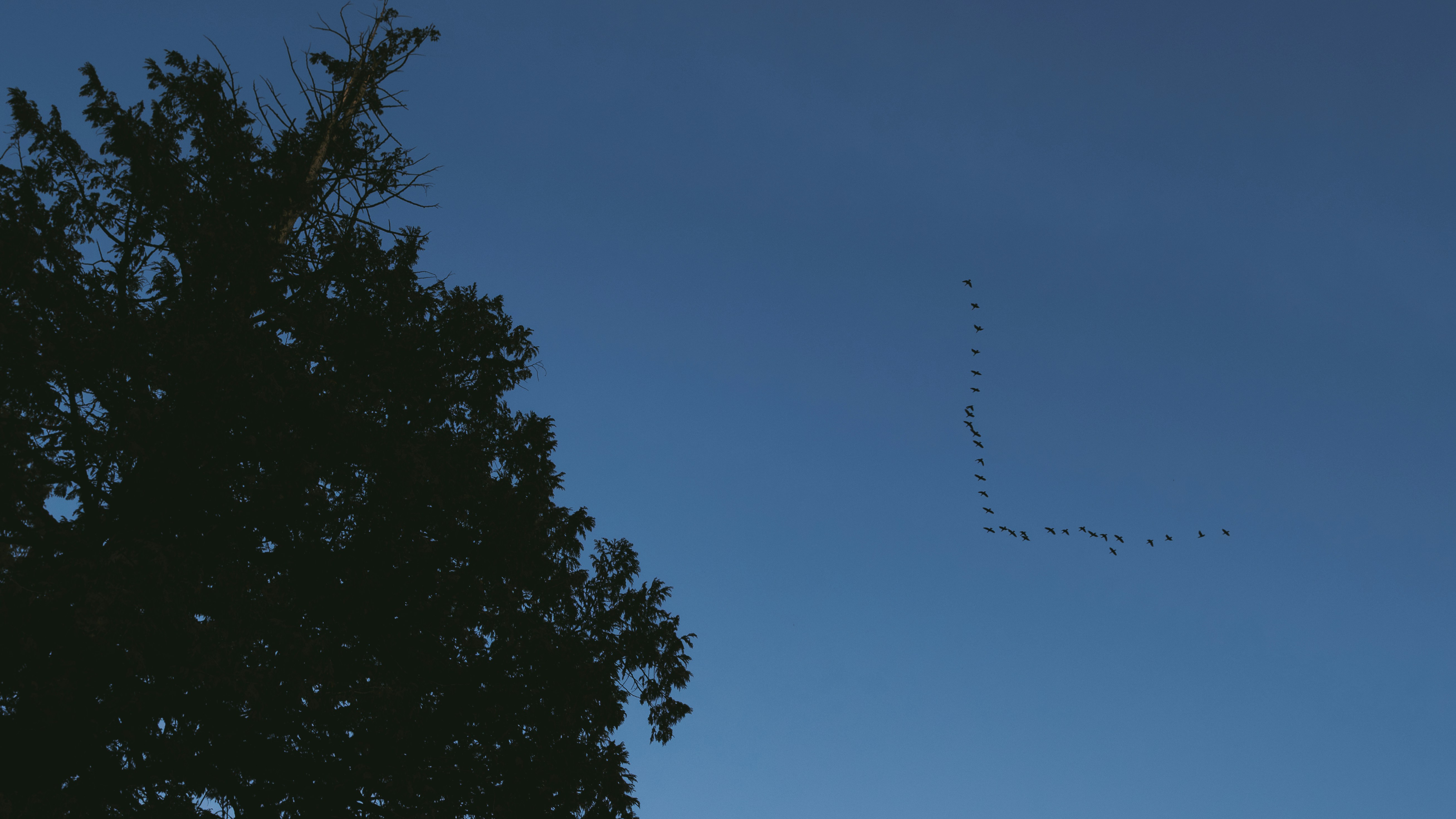Nature's Flight Path: A Dance in the Twilight Sky