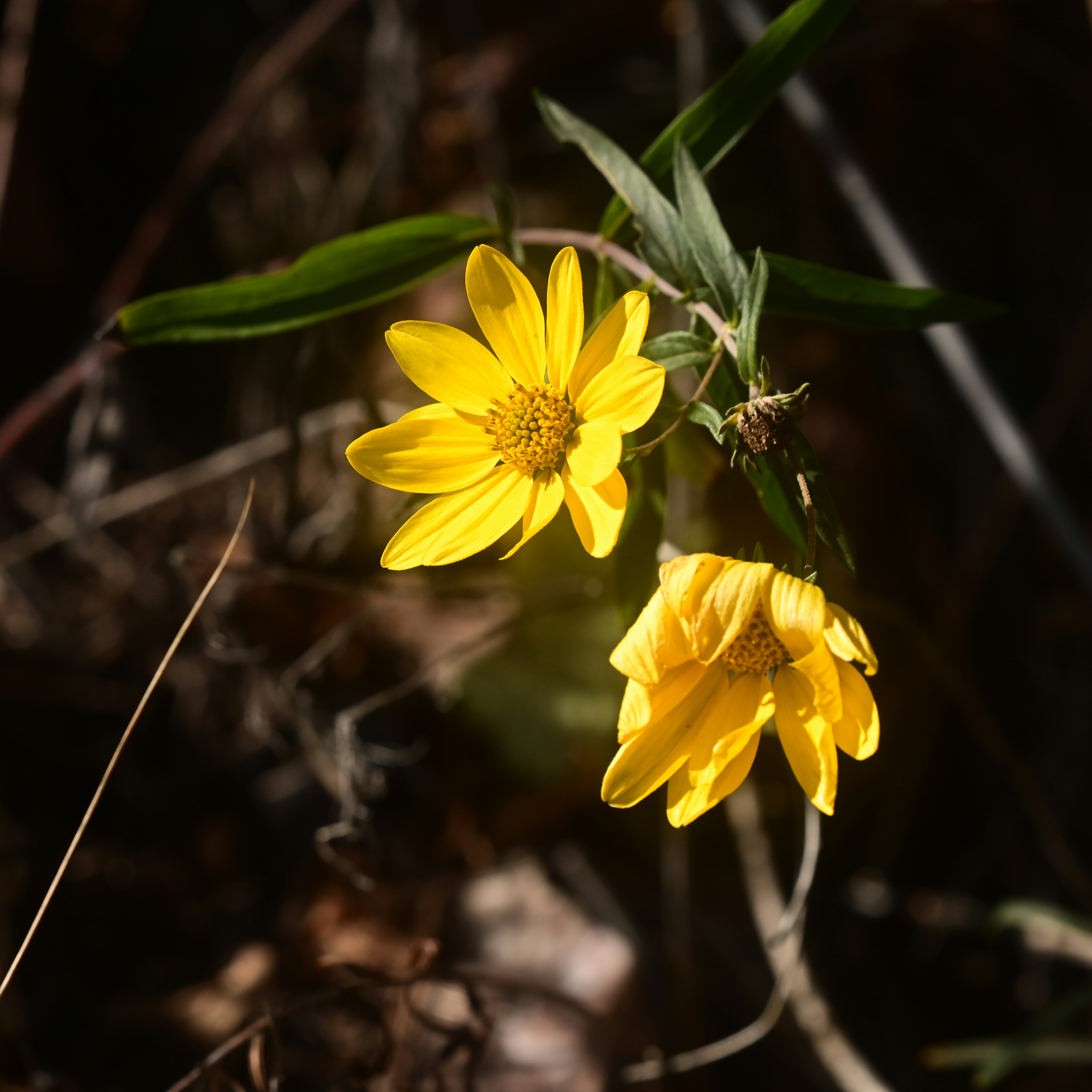 Golden Blooms in the Underbrush