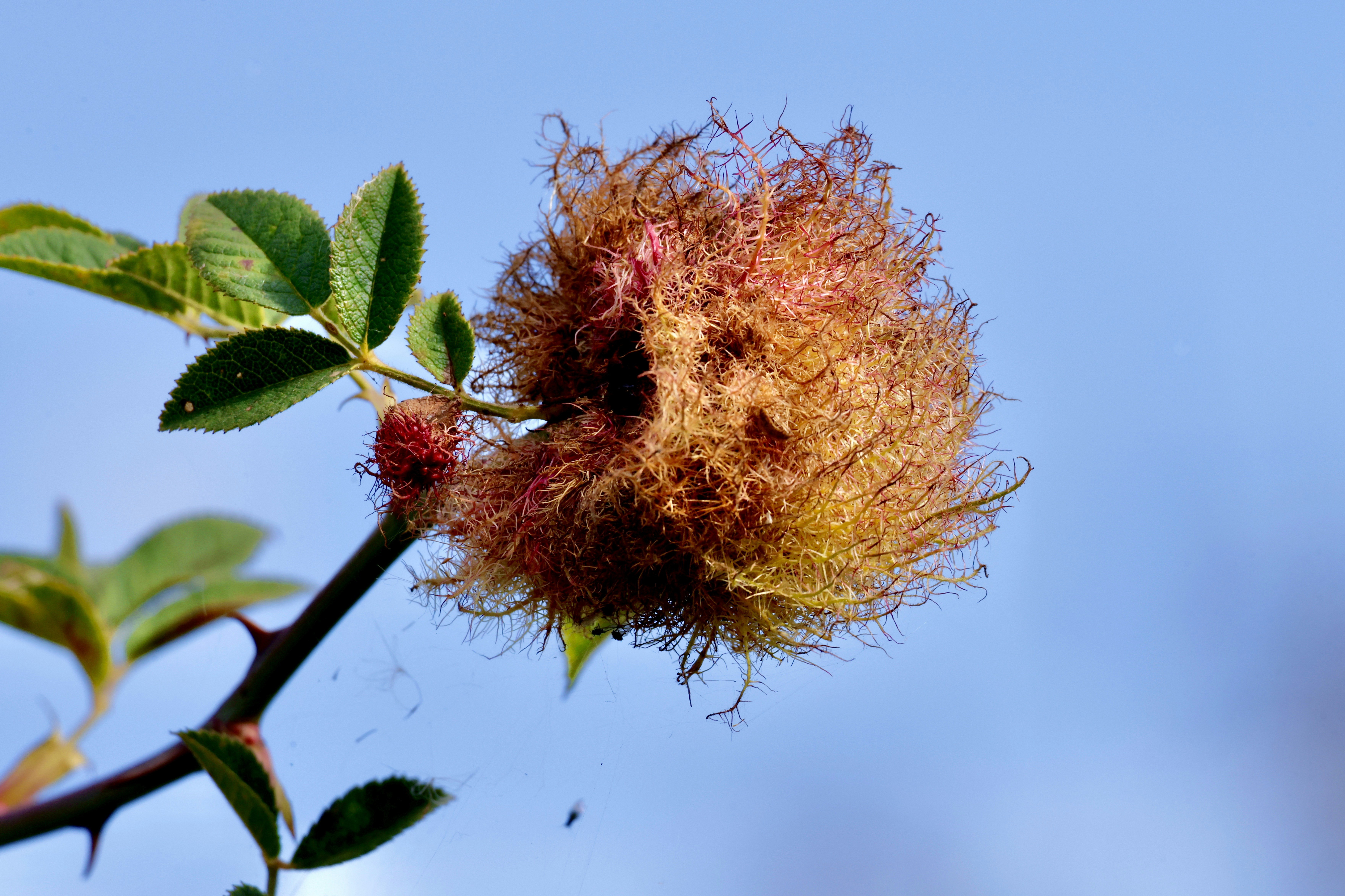 Rose Gall | A fuzzy rose gall on a thorny branch
