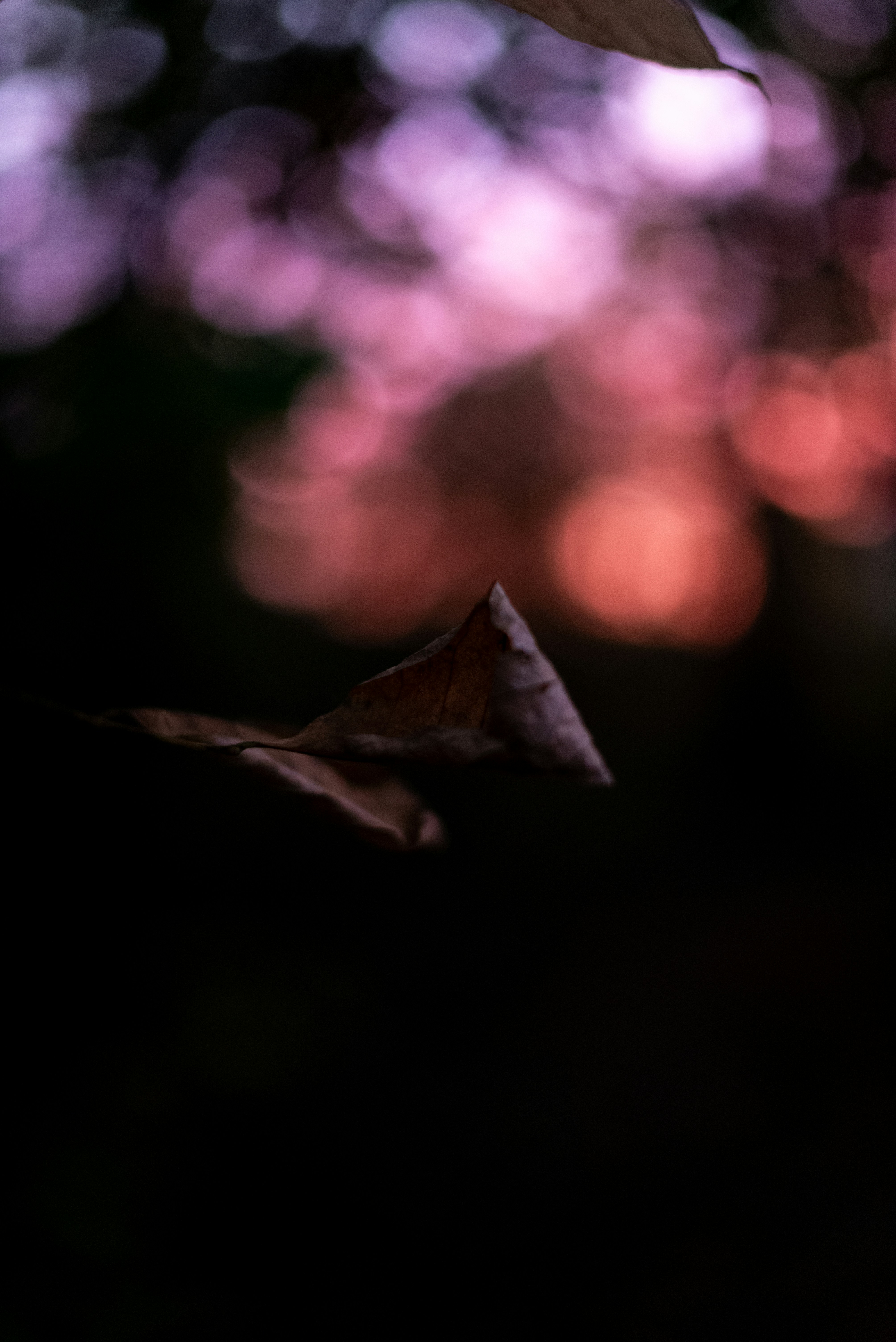 Whispers of Autumn Dusk