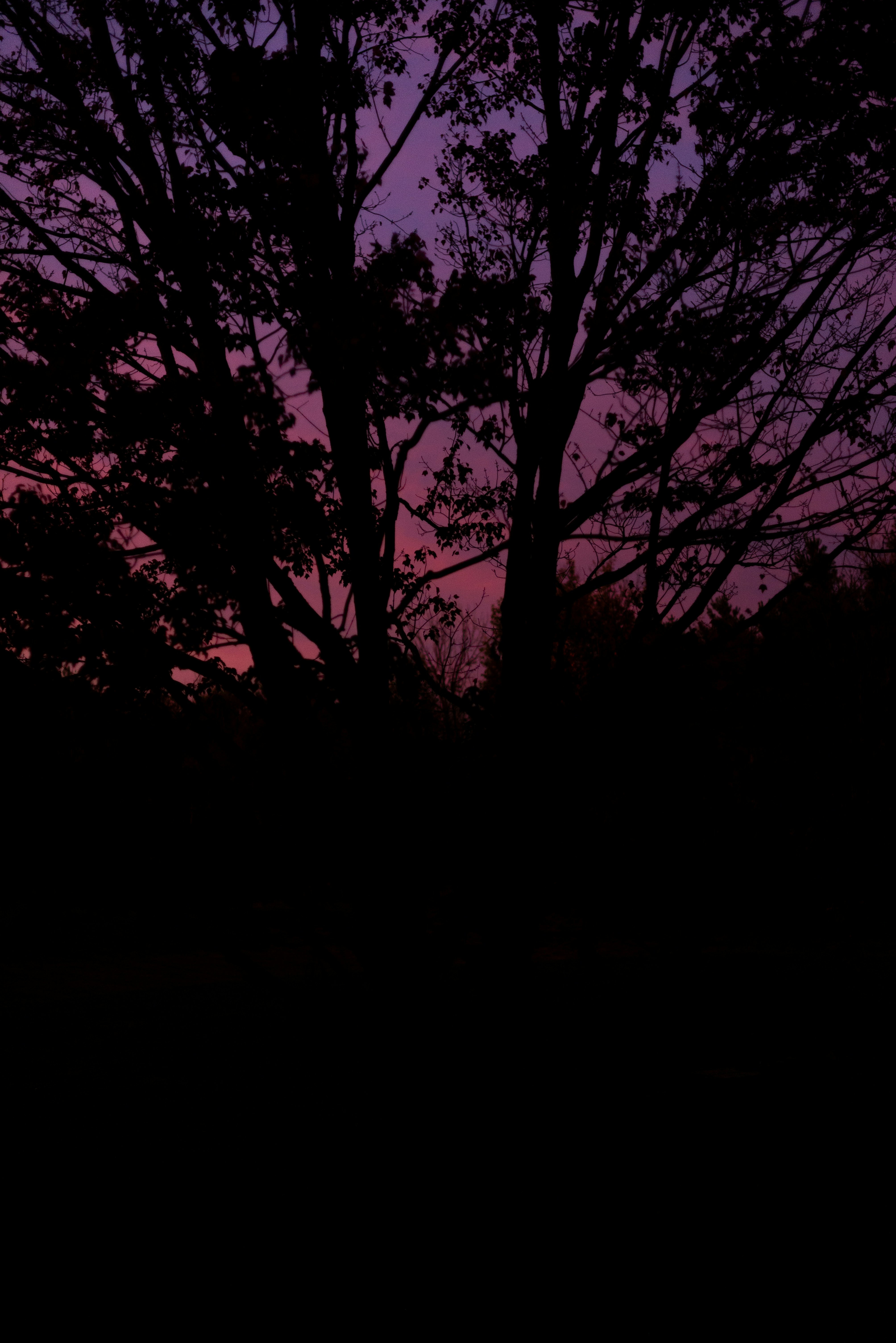 Twilight Silhouette: Nature's Canvas