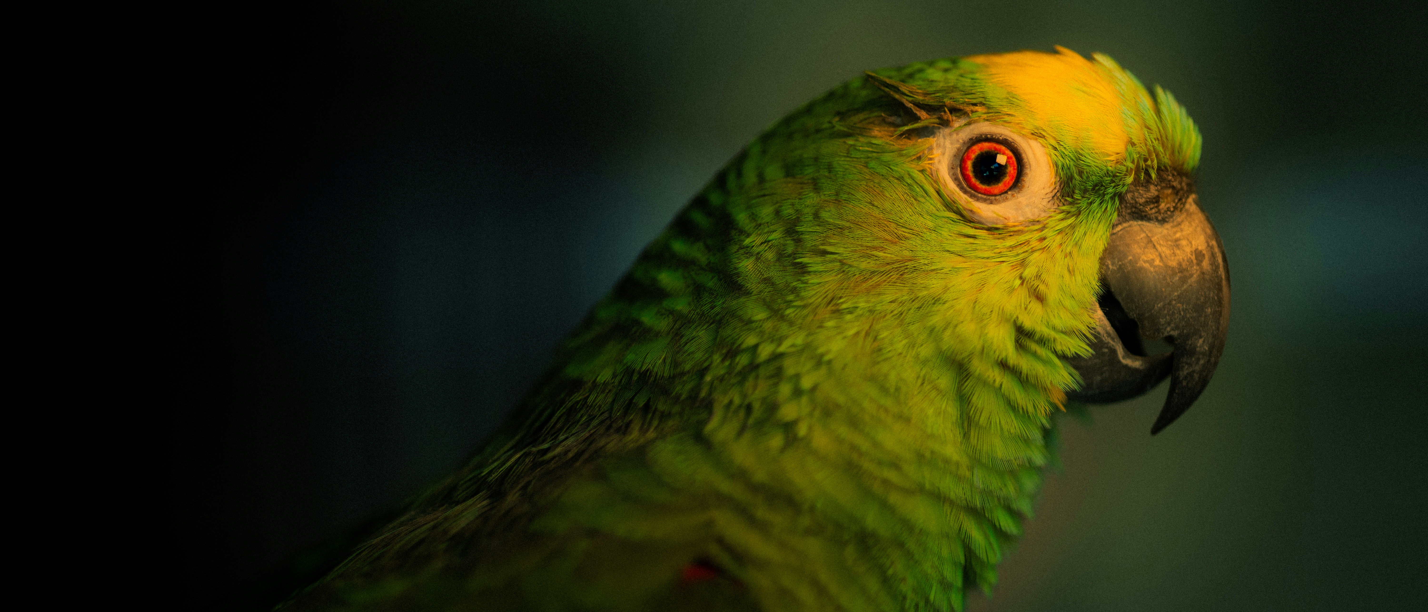 Yellow Crown, Sharp Gaze: Close-up of a Green Parrot in Moody Light
