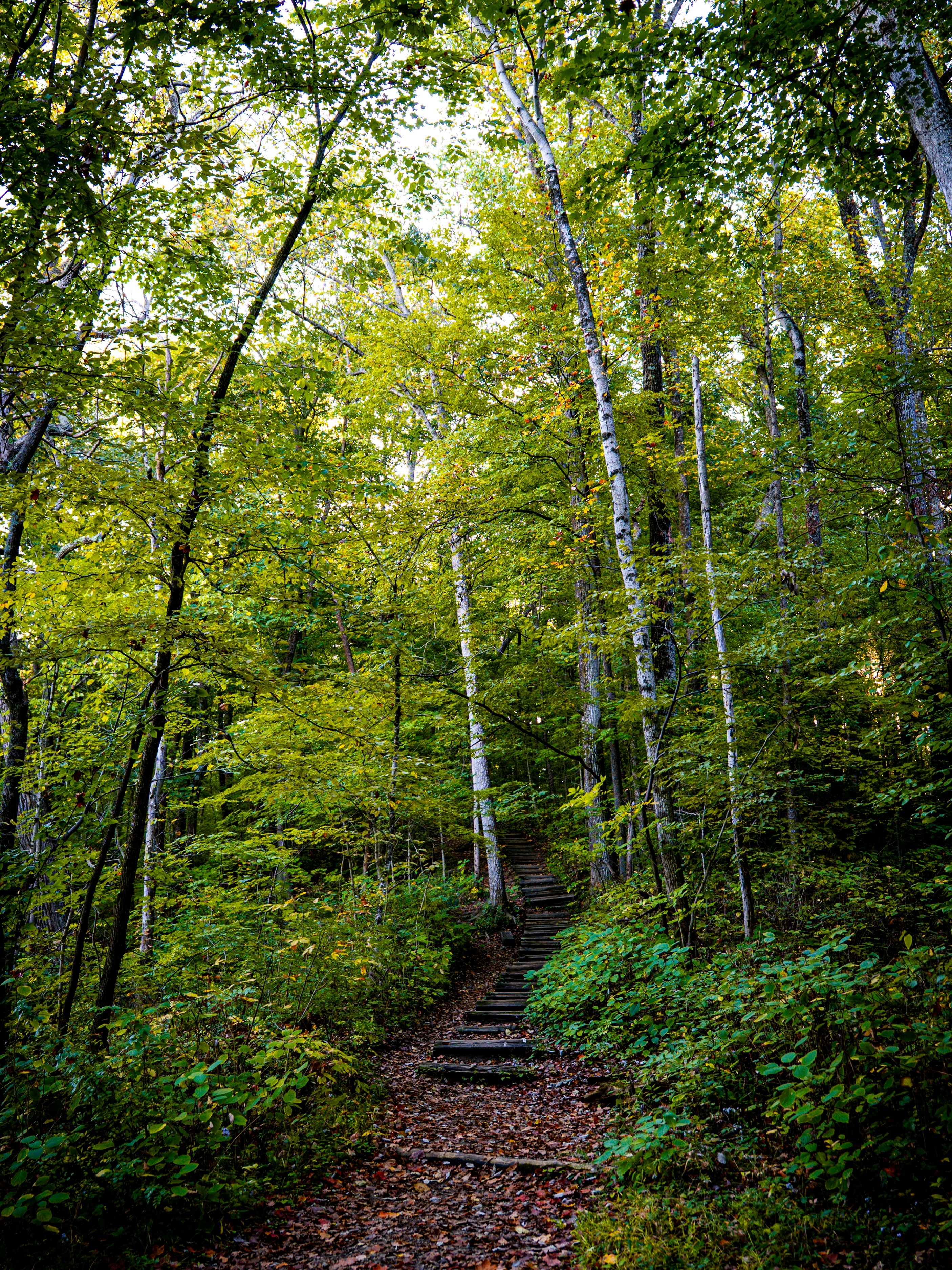 A serene trail winds through a lush forest, framed by tall trees and dappled sunlight. The wooden steps invite exploration into the heart of nature.