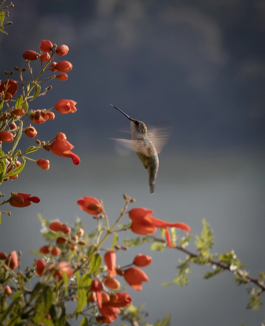 A hummingbird hovers midair beside clusters of red-orange flowers against a softly blurred background. The bird’s long bill points toward the blossoms as its wings blur in motion.