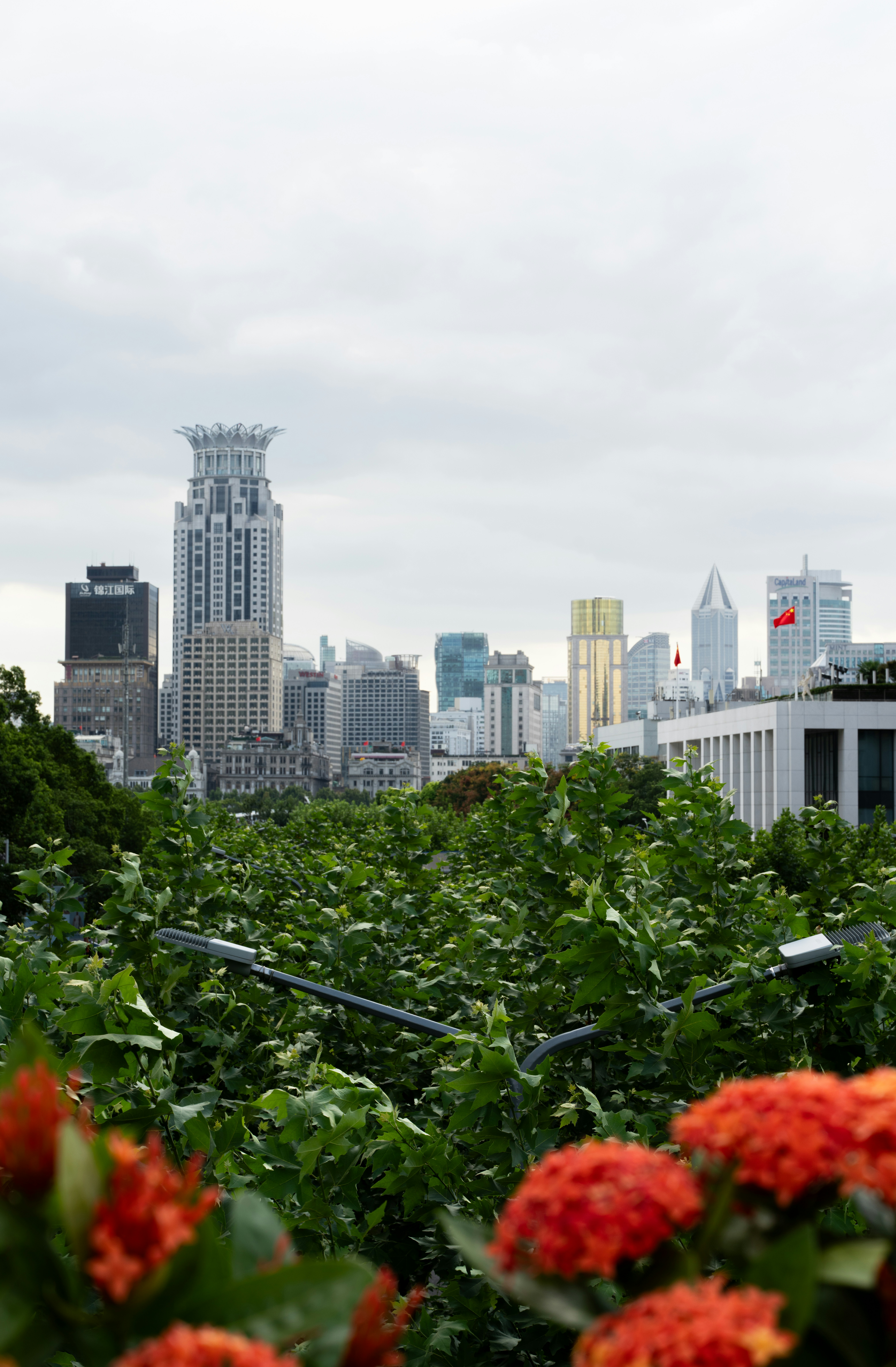 Urban Oasis: Nature Meets Skyline