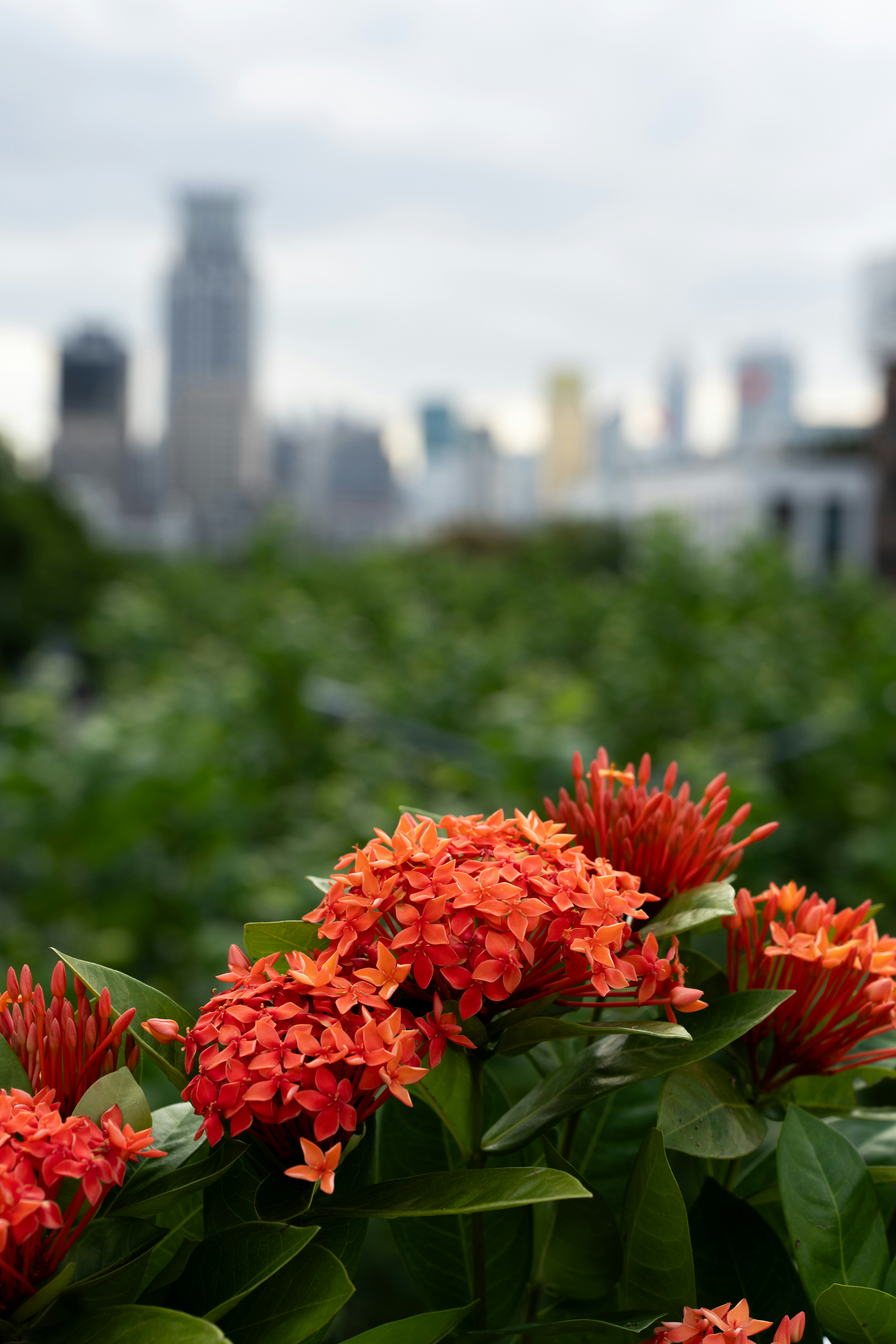 Vibrant orange flowers in the foreground with a blurred city skyline in the background, showcasing the contrast between nature and urban life.