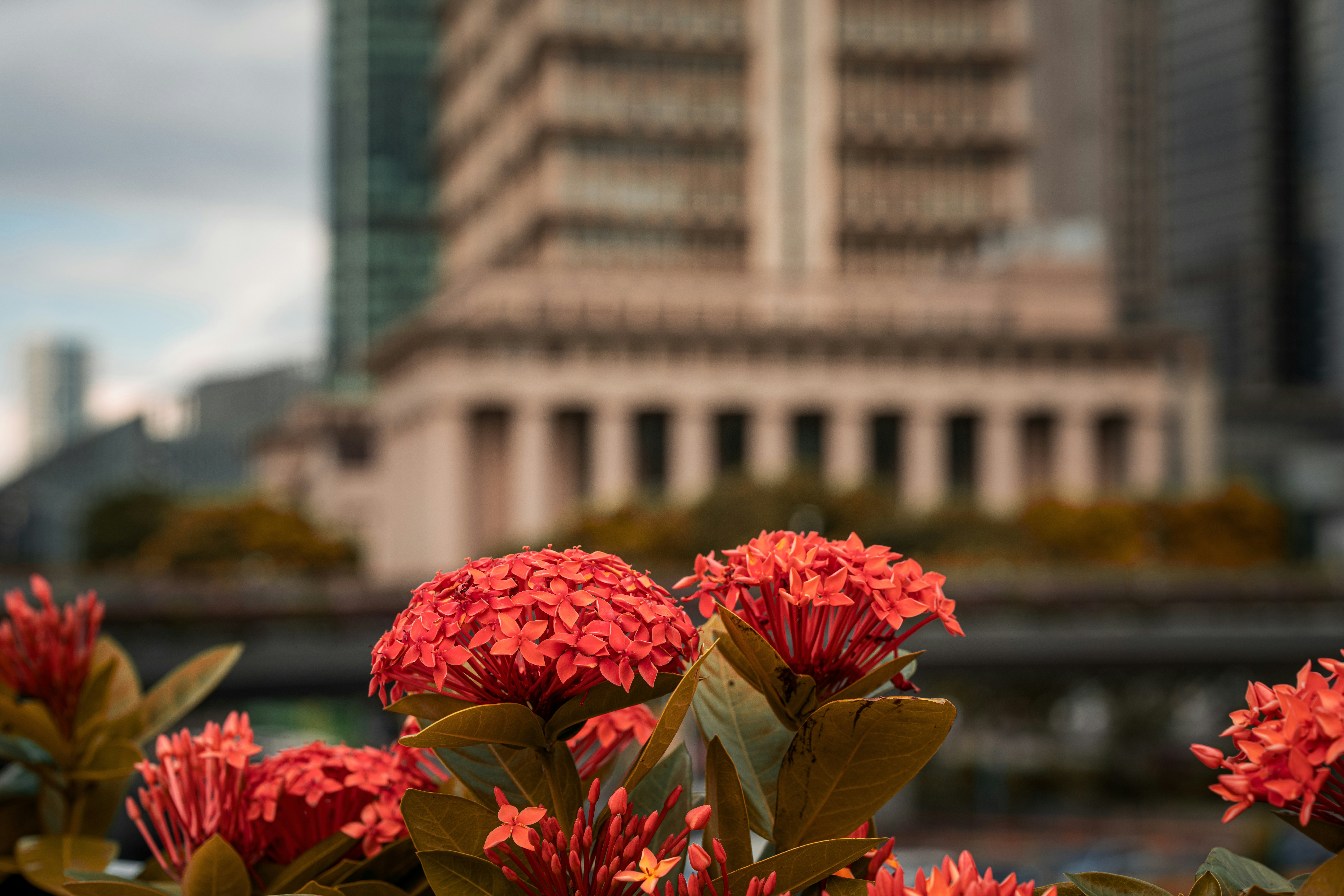 Red flowers in front of a blurred cityscape