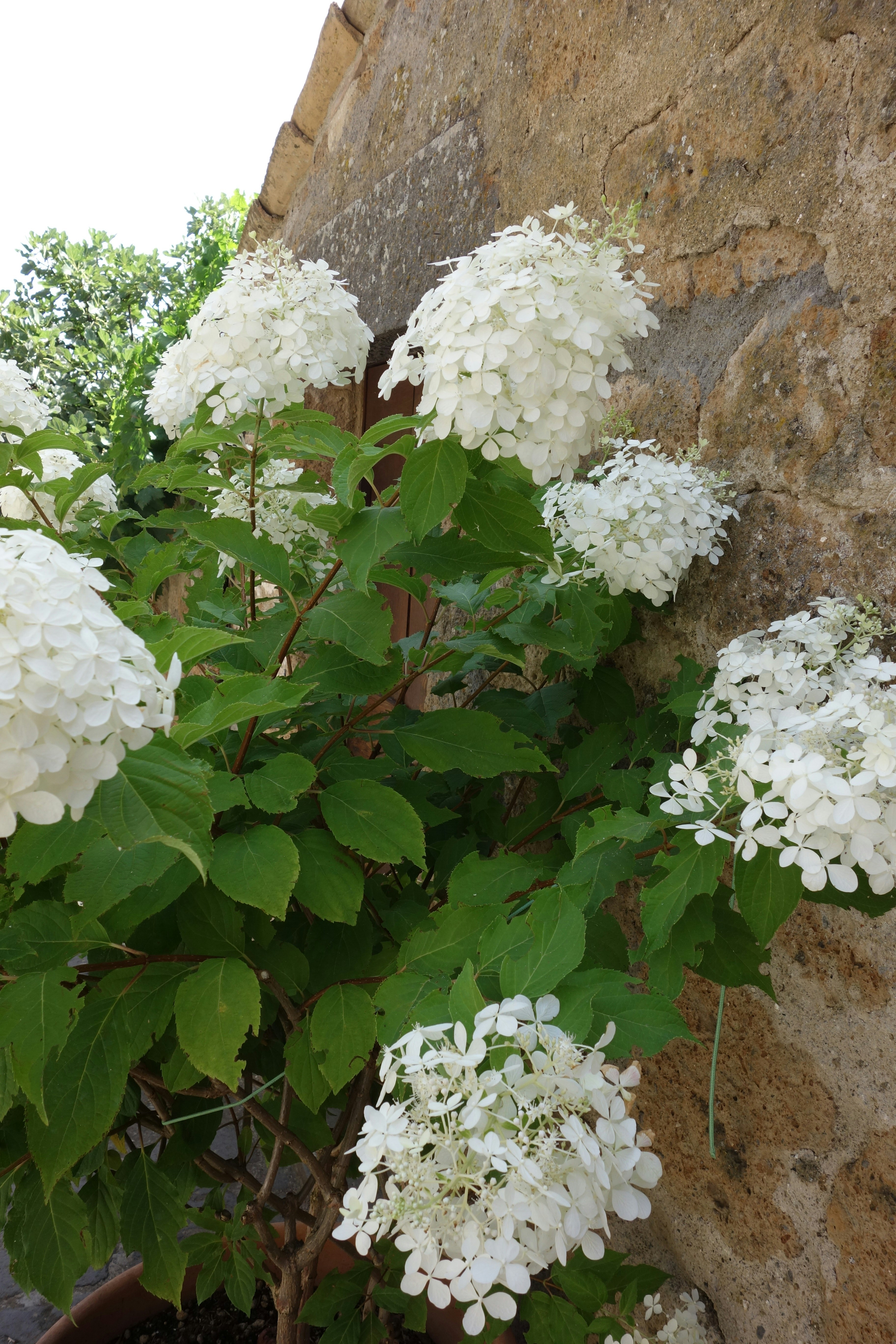 White hydrangeas bloom against a stone wall.