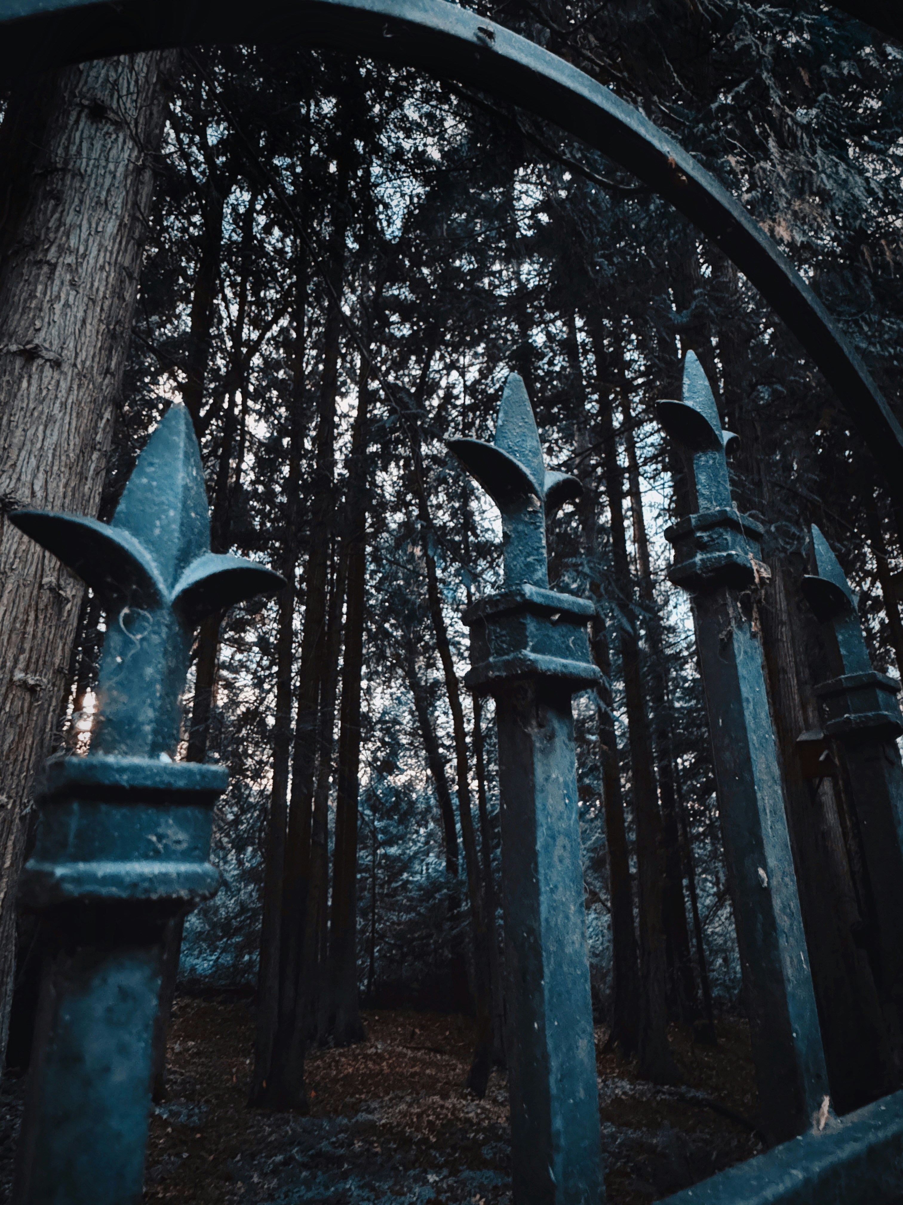 Dark wrought iron gate in front of a dense forest photo – Free Forest ...