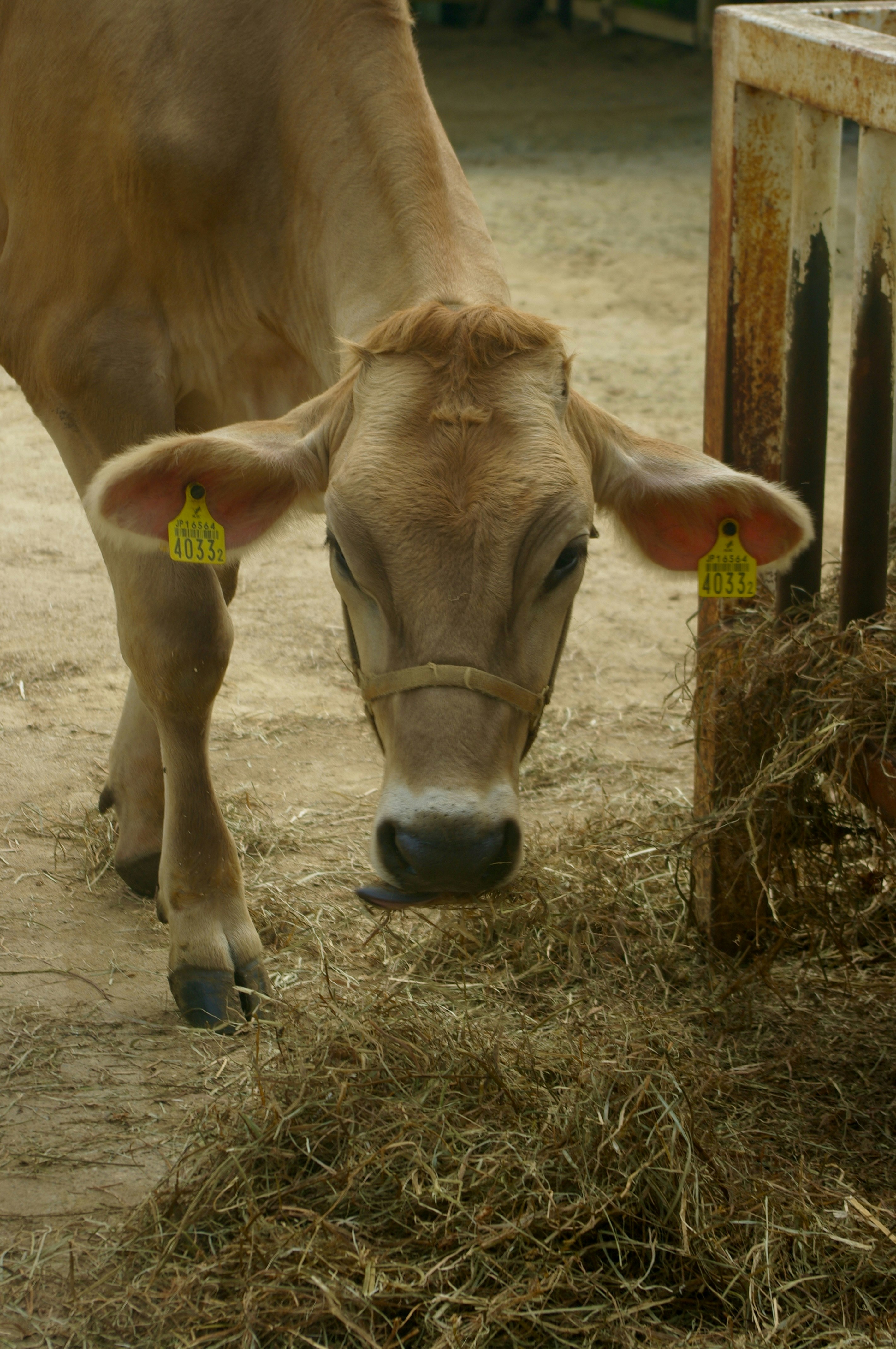 Gentle Grazing: A Day in the Life of a Dairy Cow