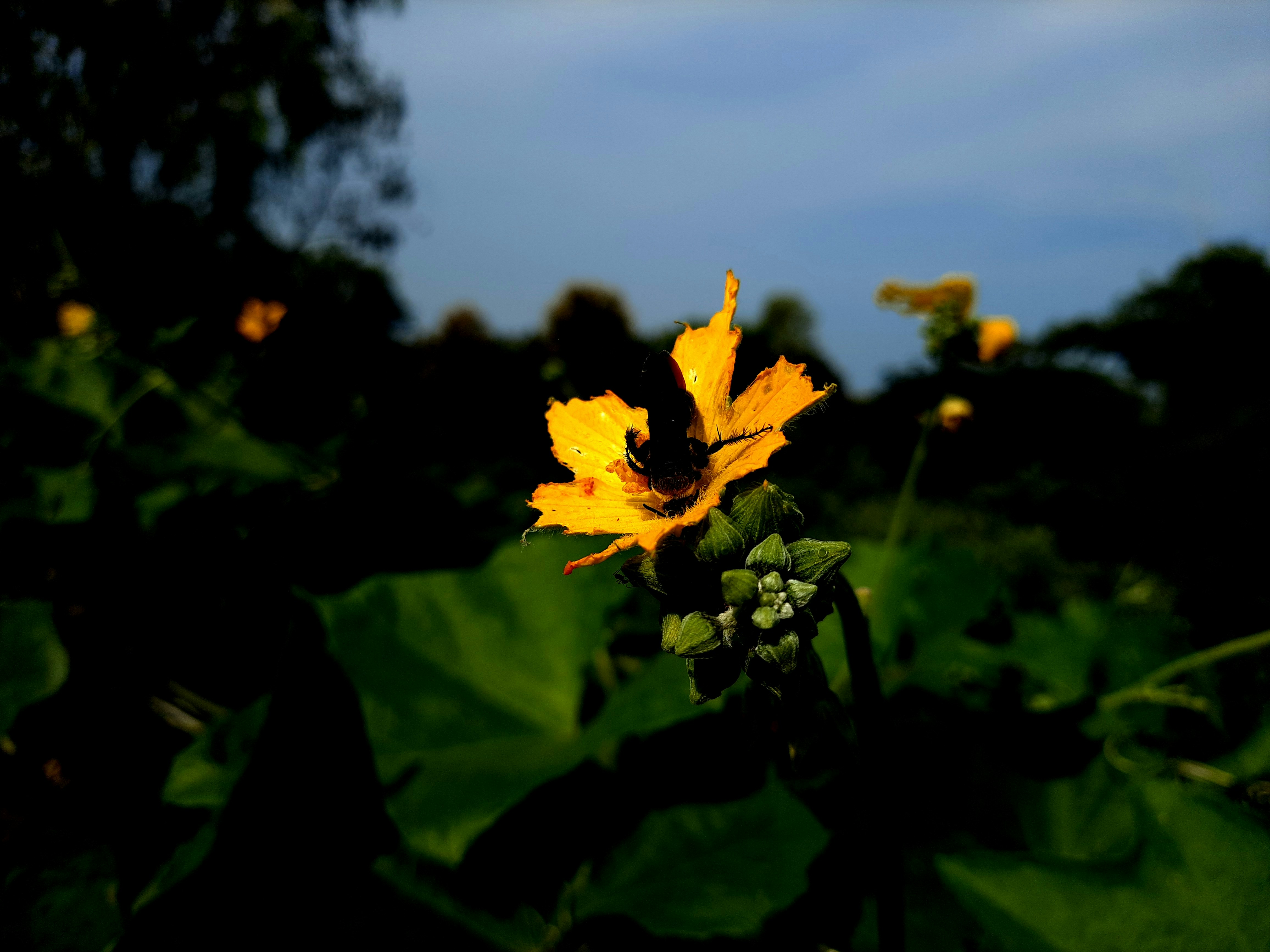 A bee pollinating a yellow flower in nature.