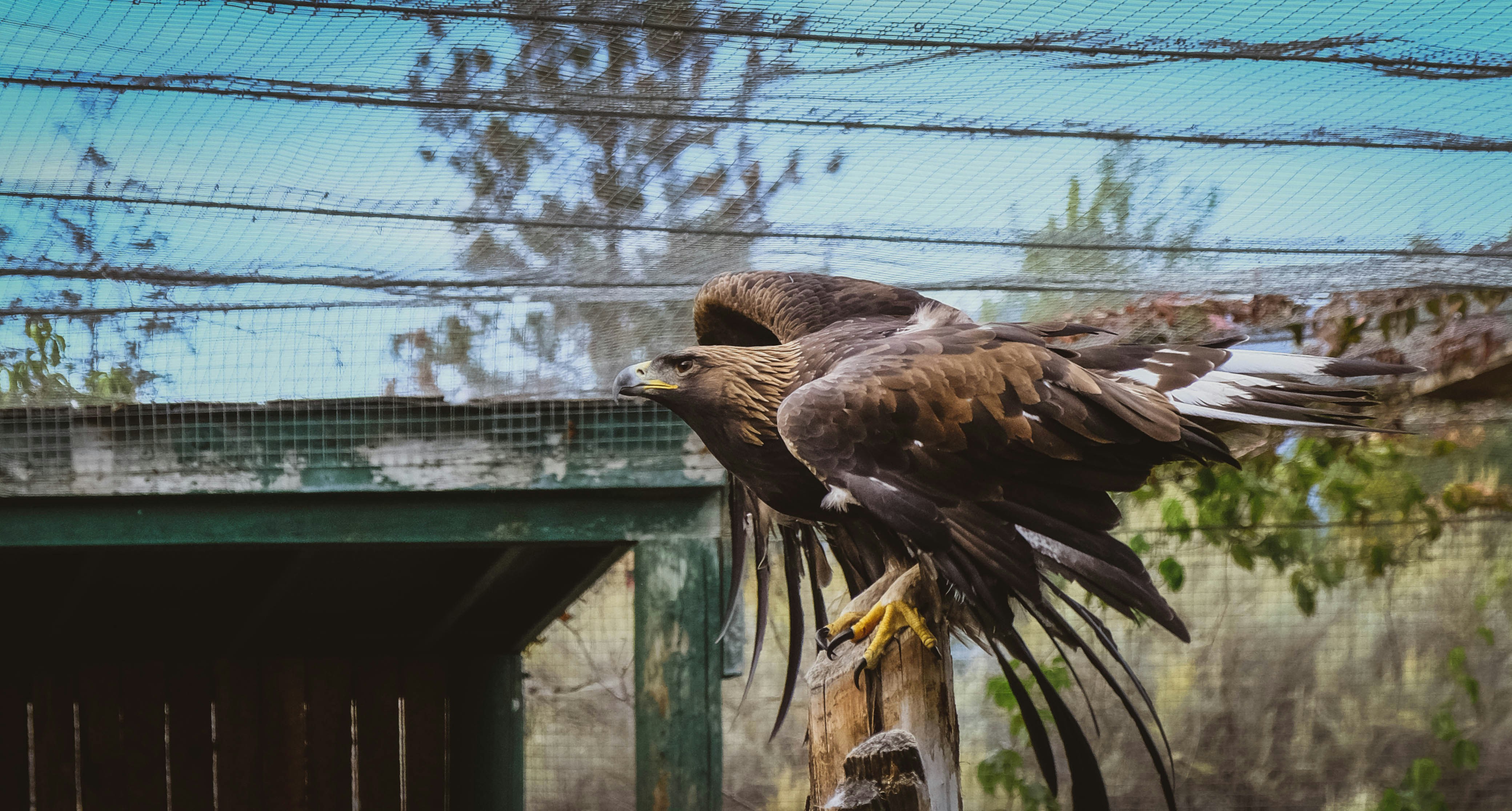 Majestic Raptor in Mid-Flight