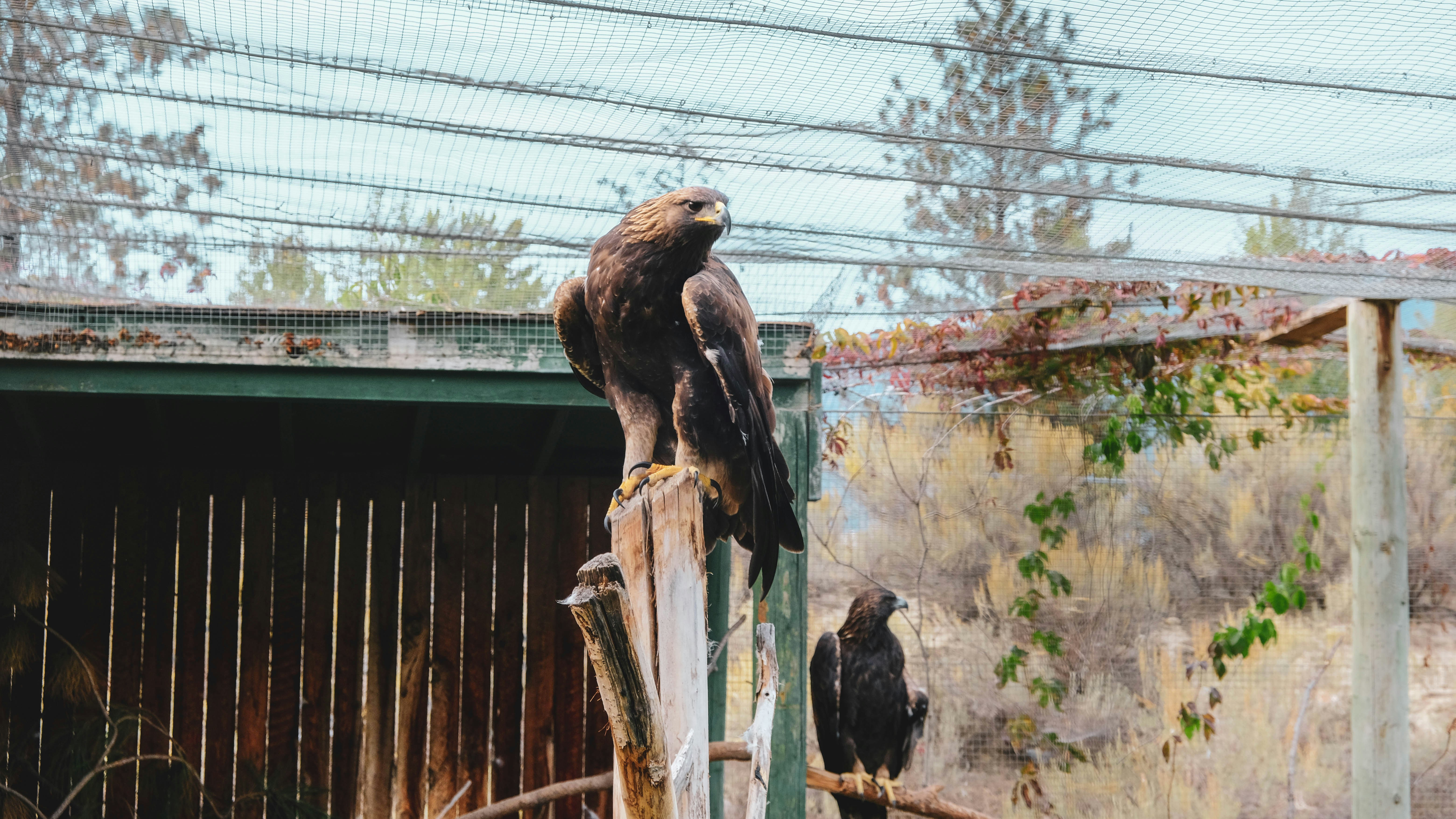 Majestic Perch: The Golden Eagle's Watchful Gaze
