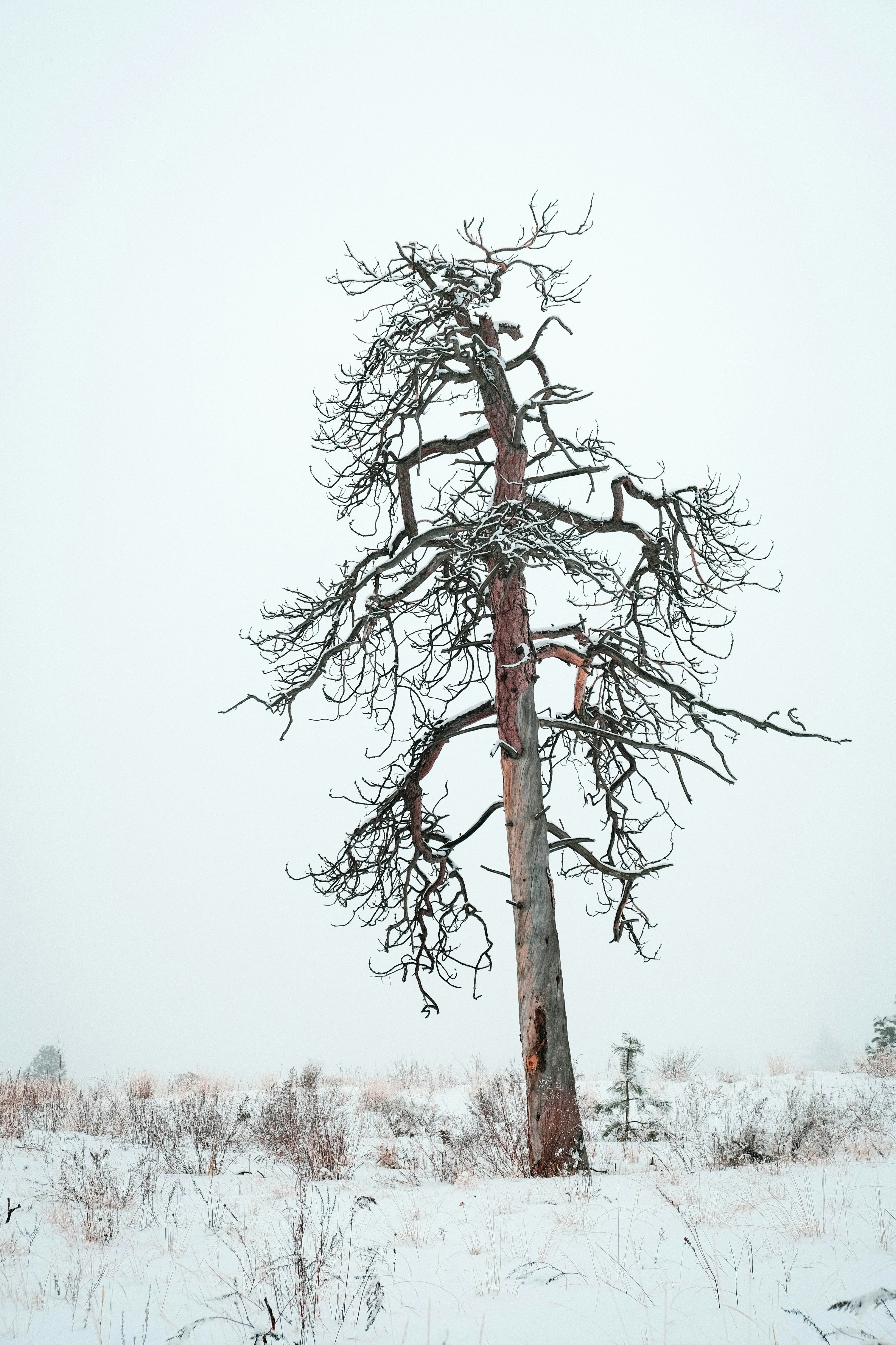 A solitary, bare tree stands in a snowy landscape.