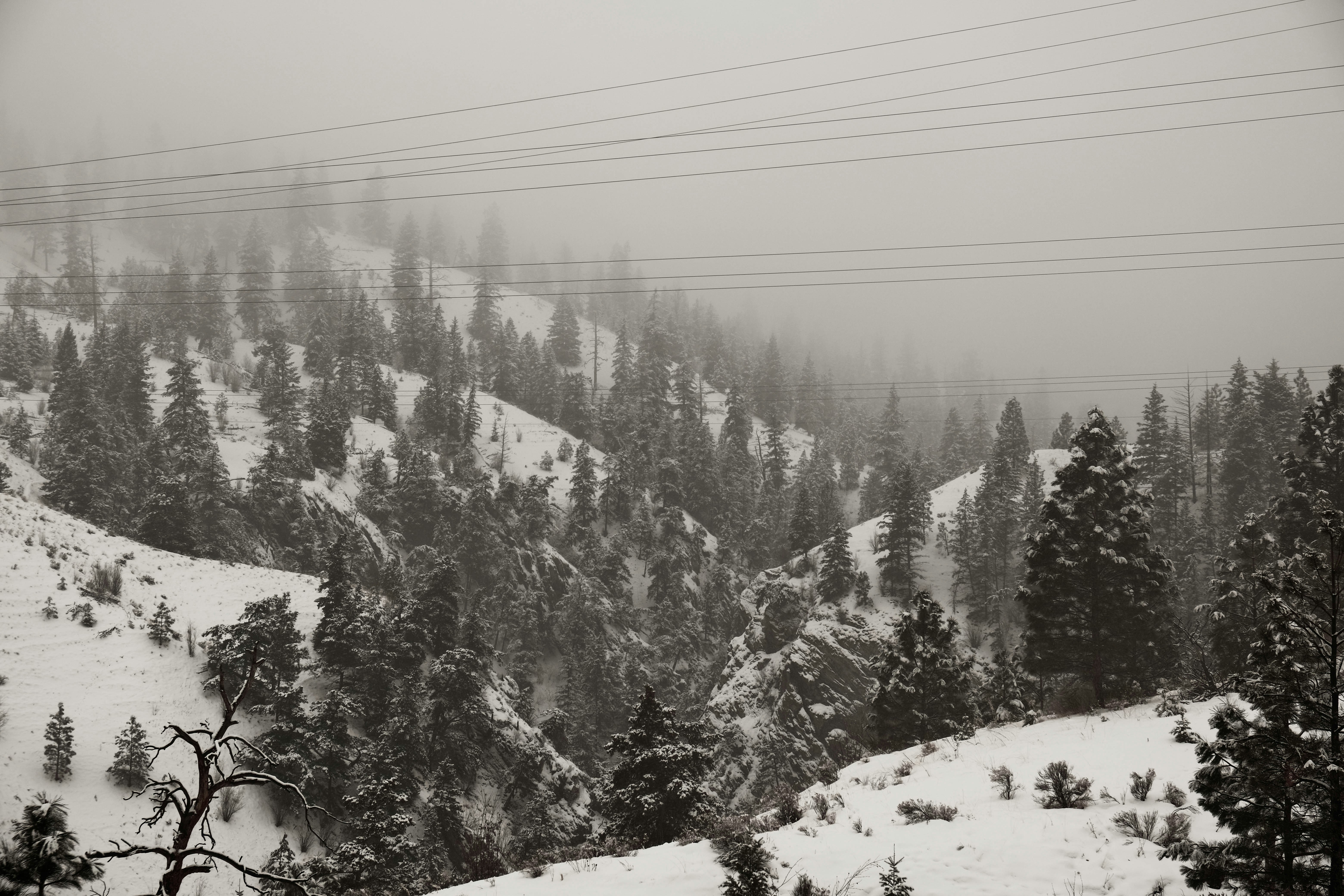 Whispers of Winter's Embrace
