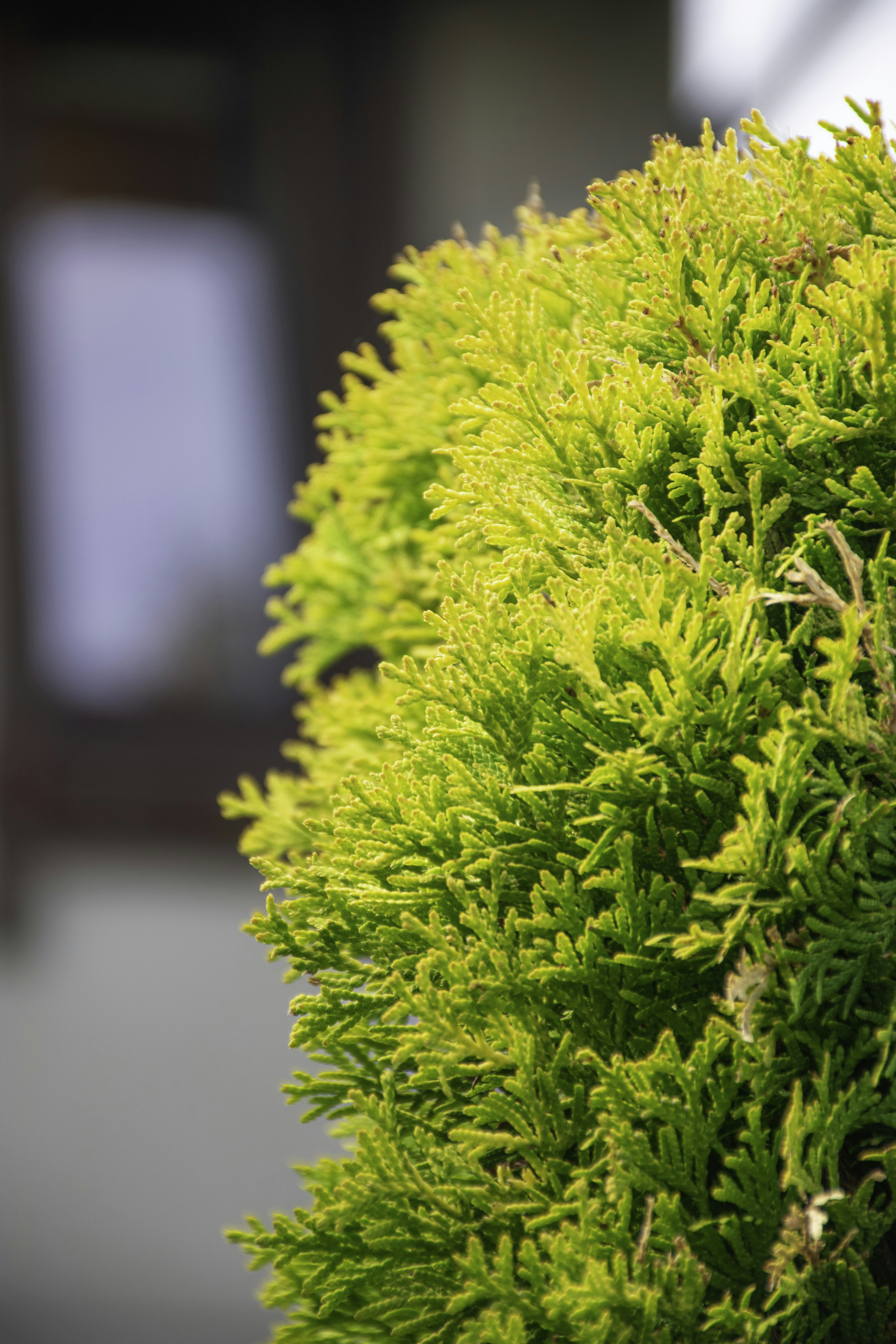 Verdant Embrace: Nature's Textured Canvas