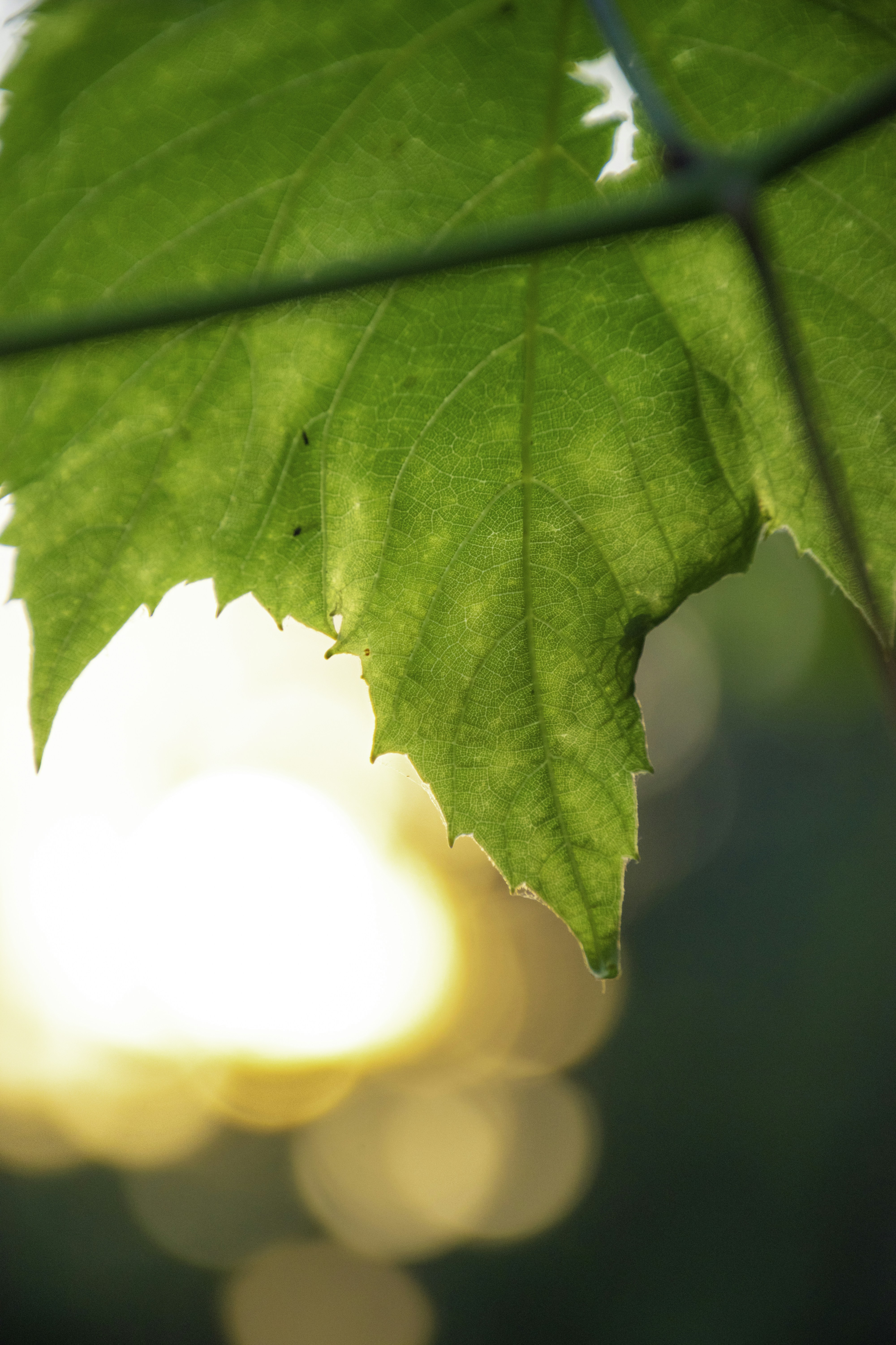 Green leaf with blurred sunlit background