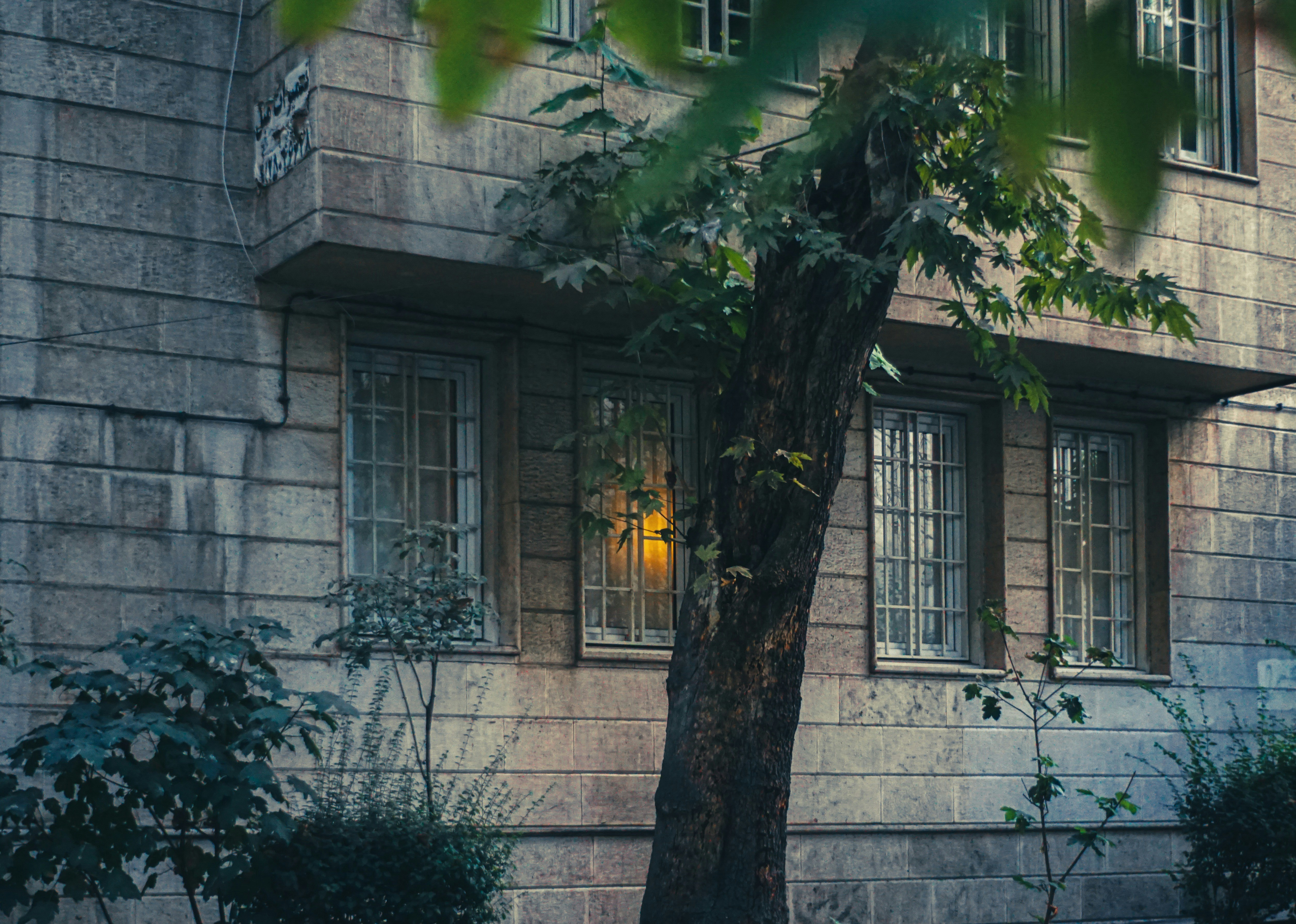 A warm glow emanates from a window of a textured building, framed by lush greenery and a sturdy tree, creating a serene urban scene.