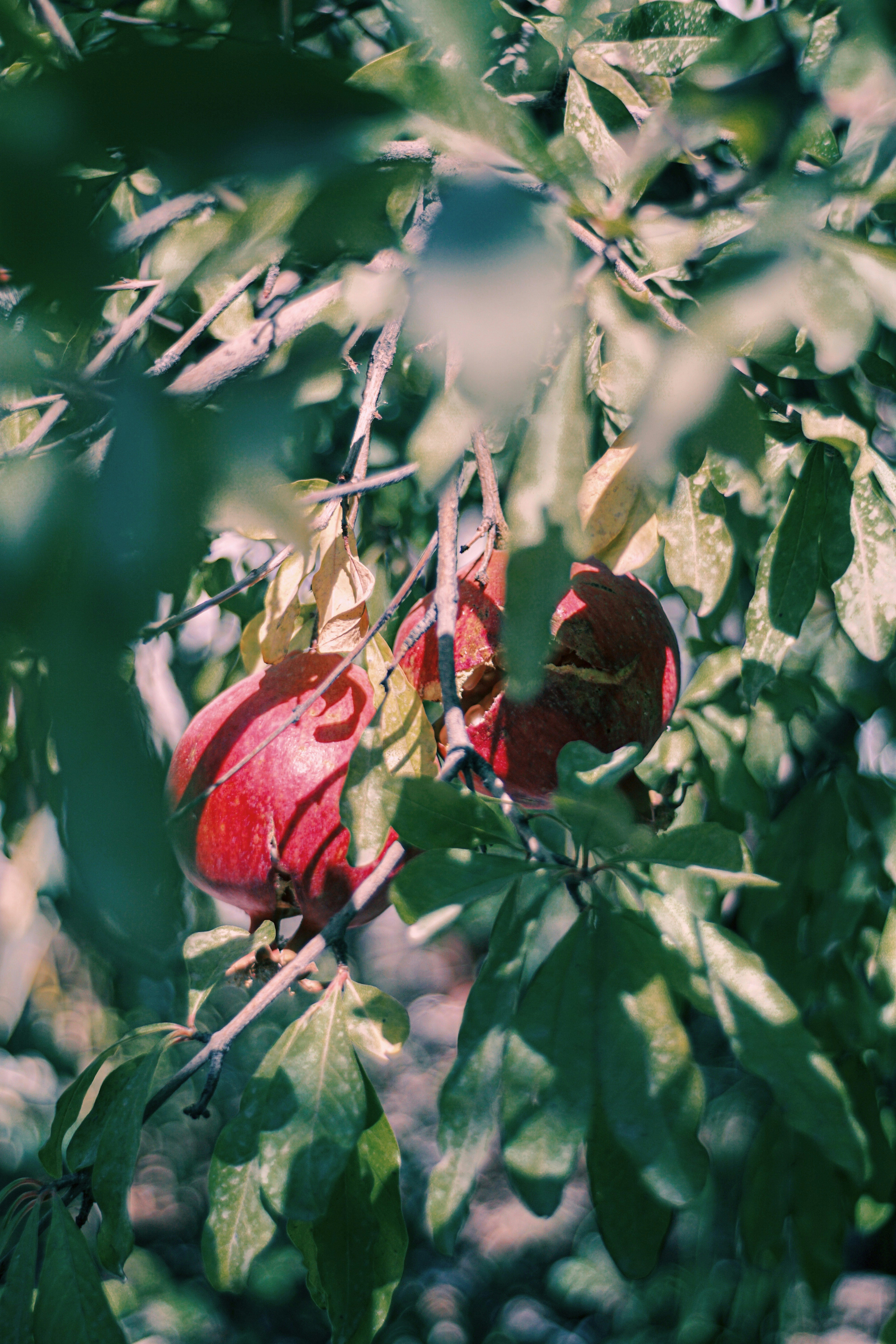 Hidden Gems Among the Foliage