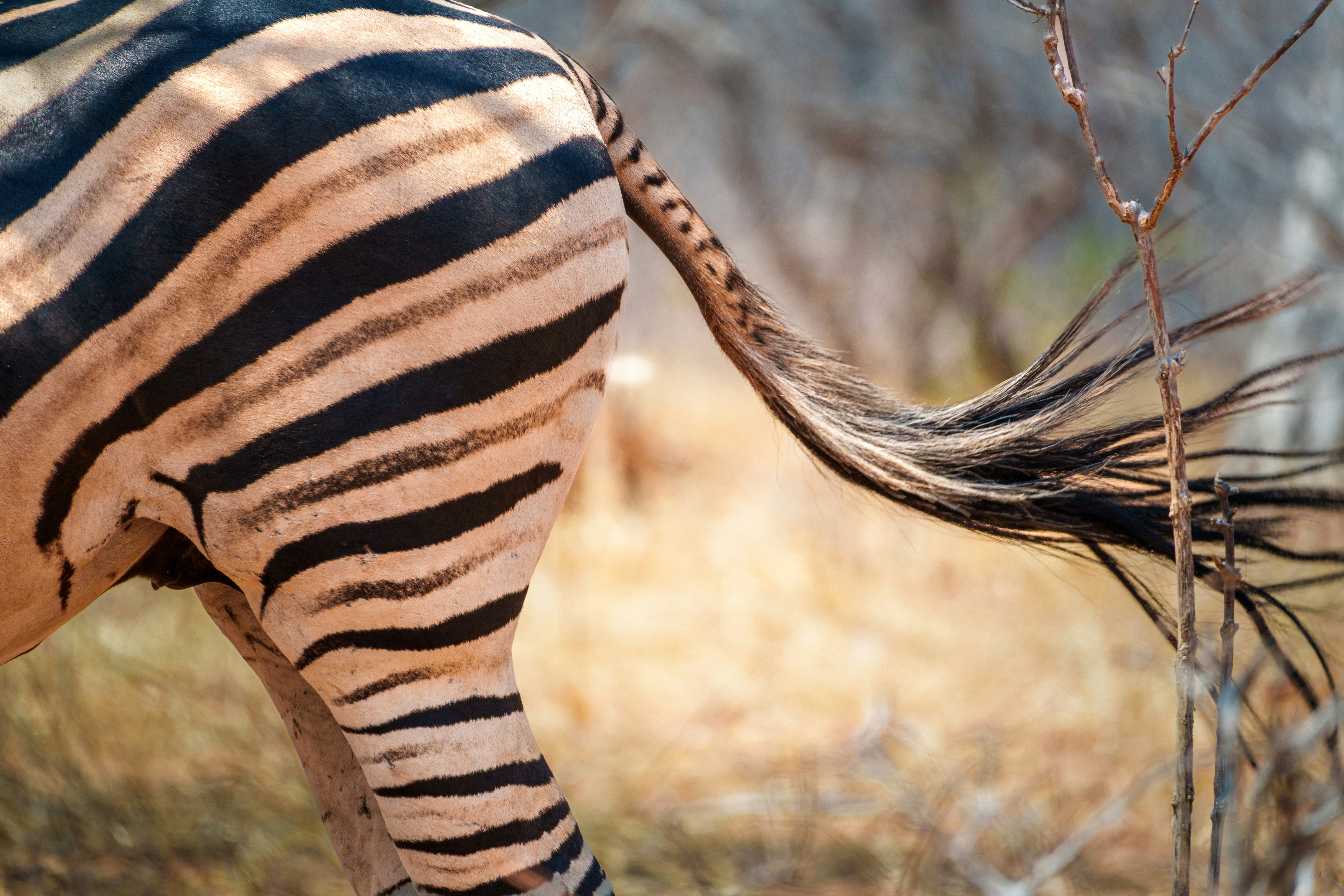 Golden Hour Stripes: Zebra Torso in Soft Backlight