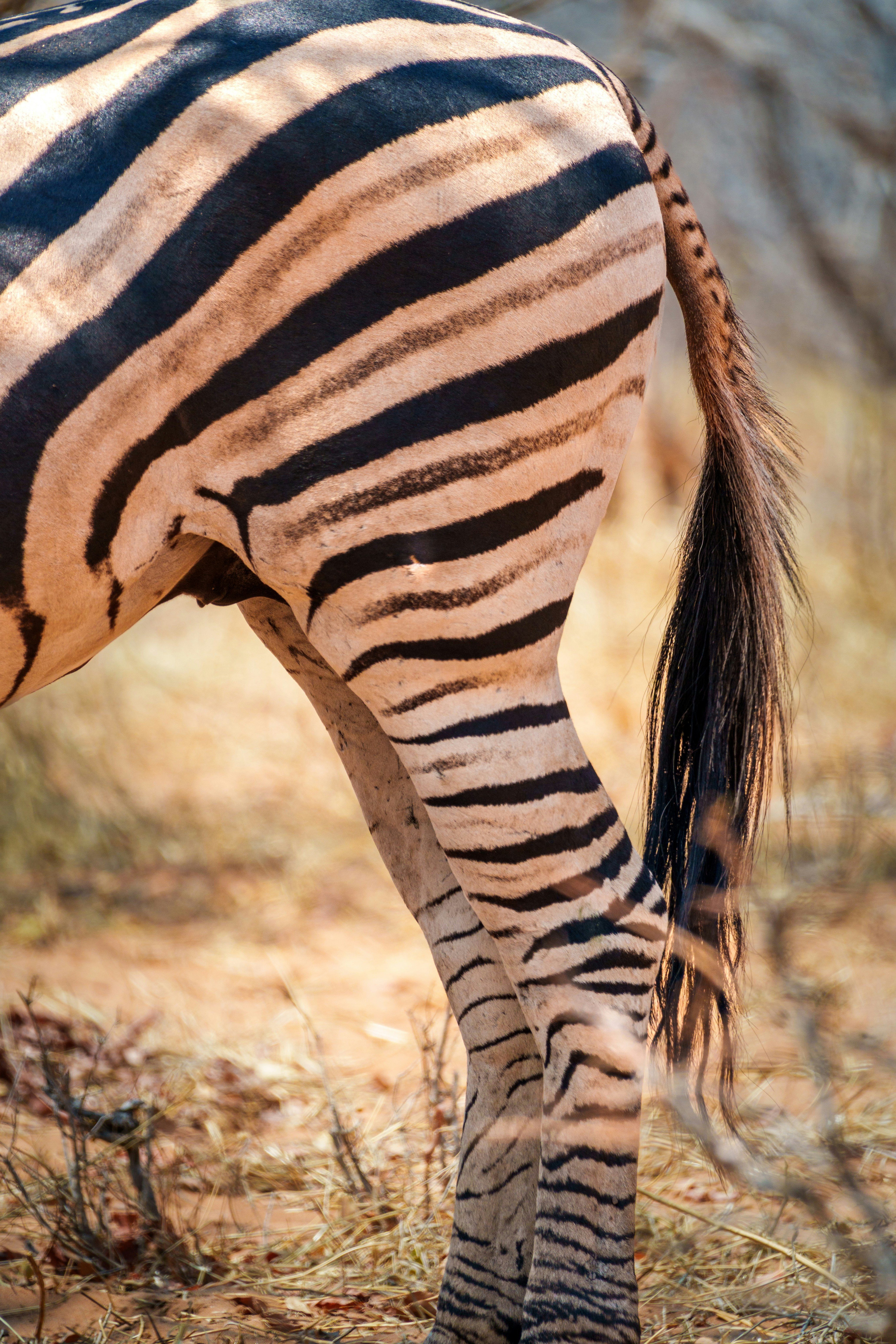 Sunlit Stripes: Zebra Portrait in the Savanna