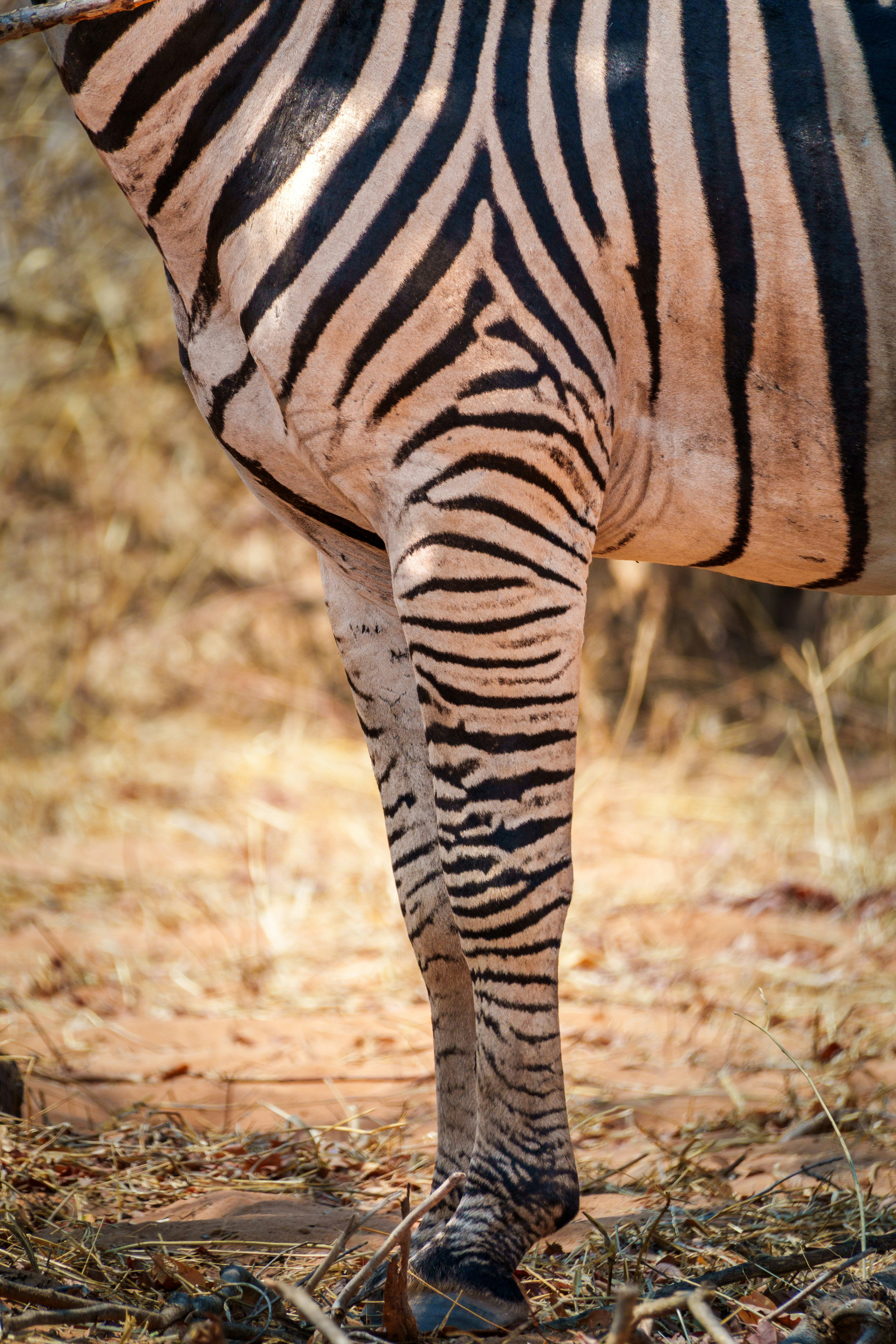 Sunlit Stripes: Close-Up on a Zebra's Leg