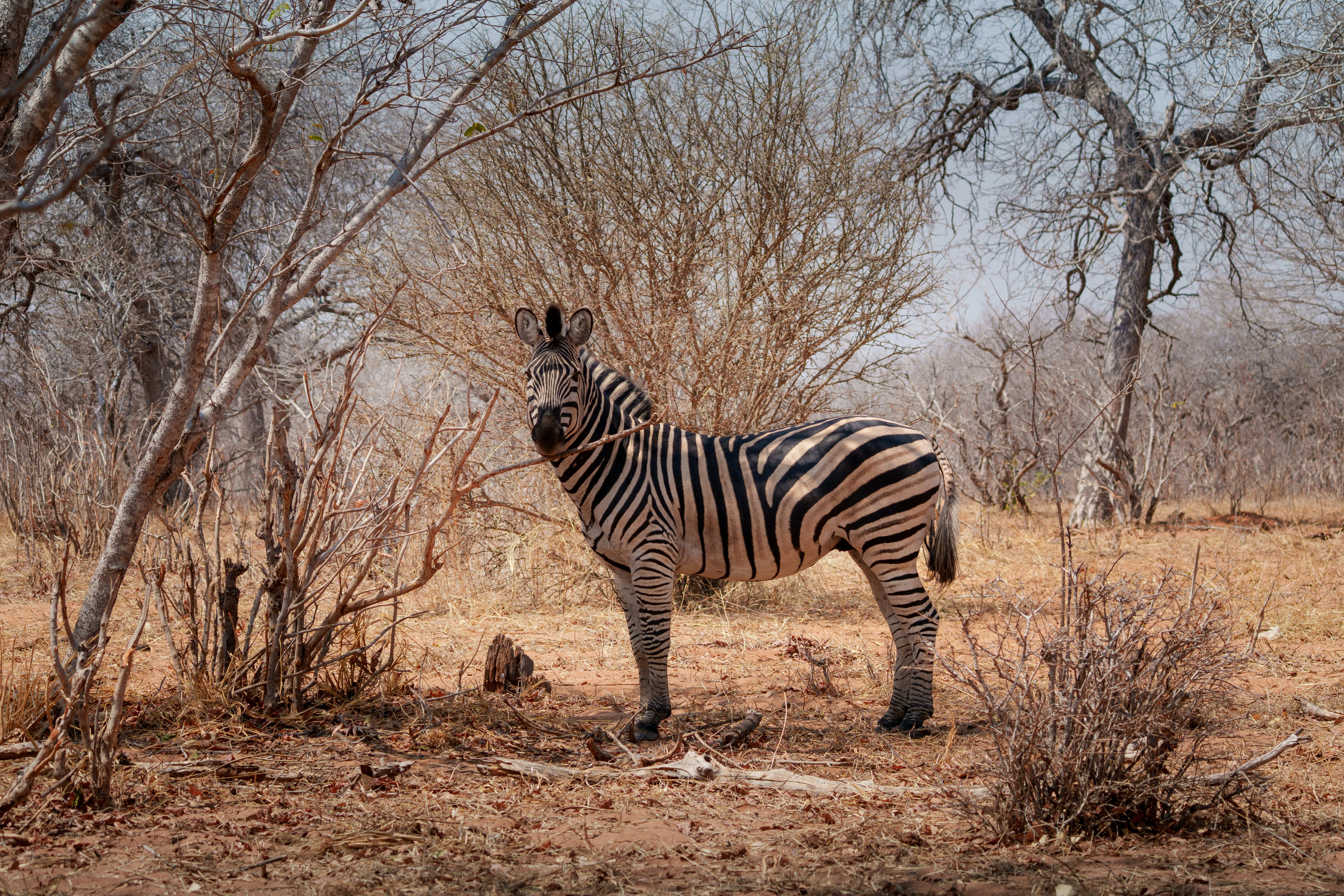 Zebra in Botswana.