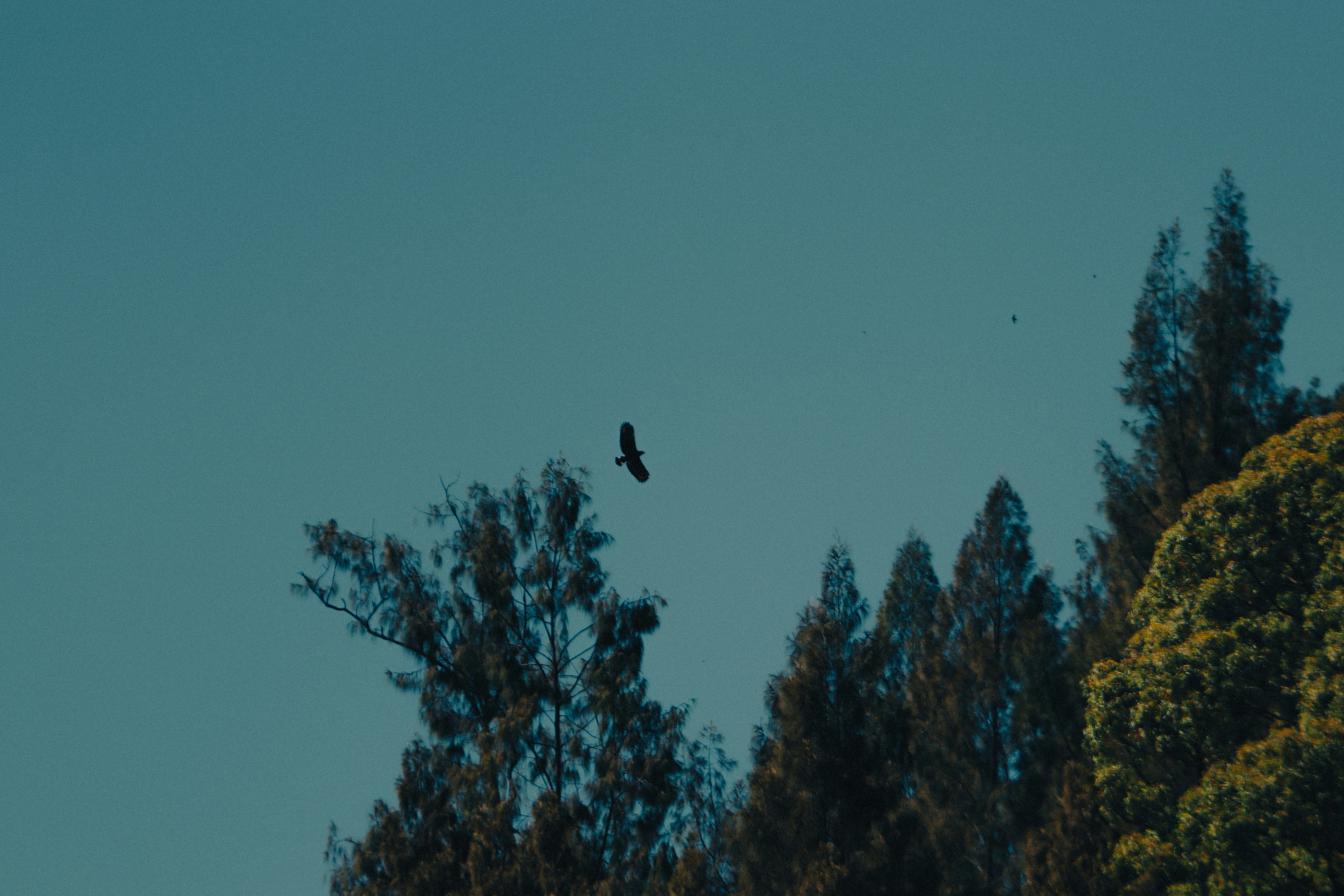 Solitary Raptor Over a Pine Skyline