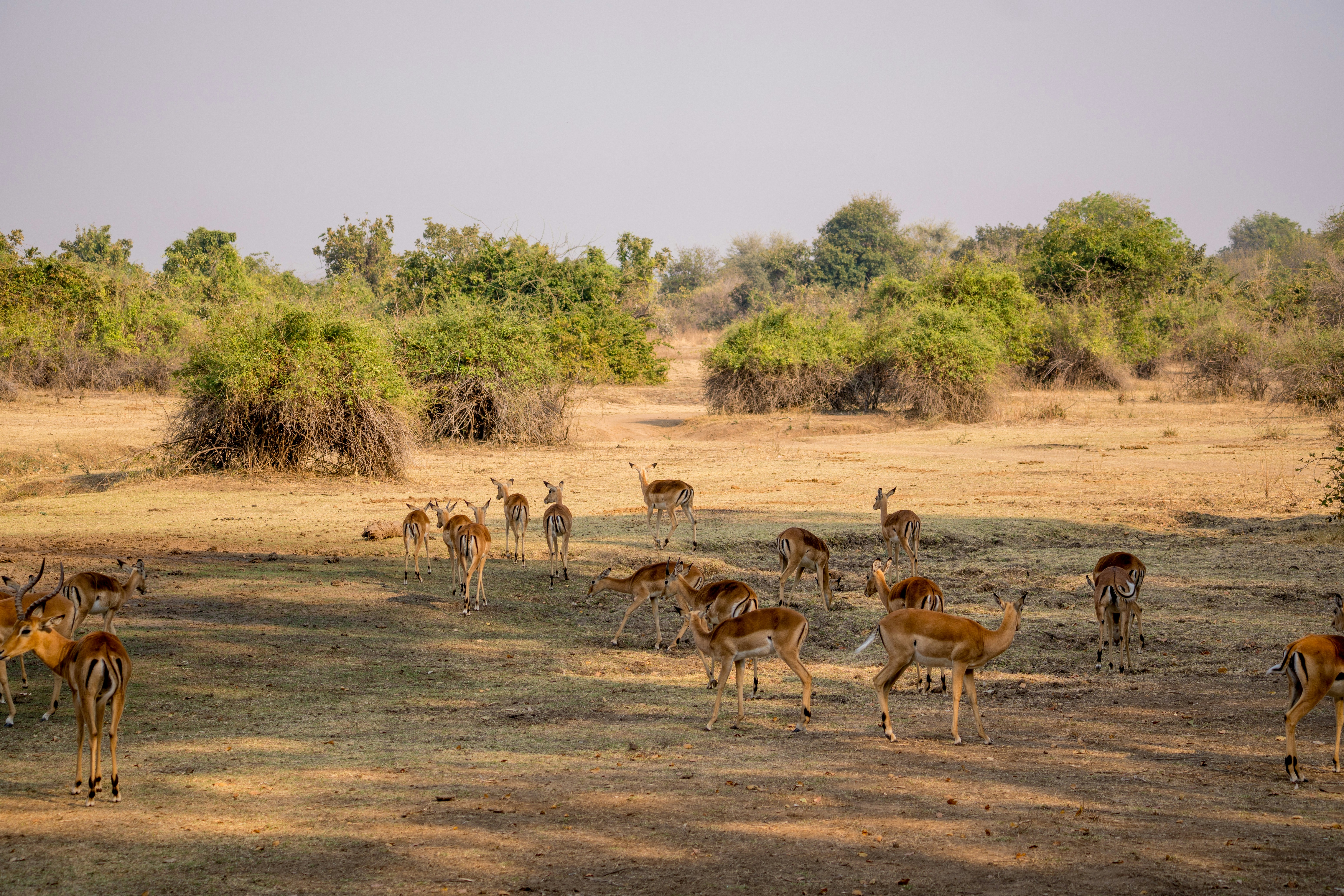 A herd of impala grazing in a dry savanna landscape. photo – Free ...