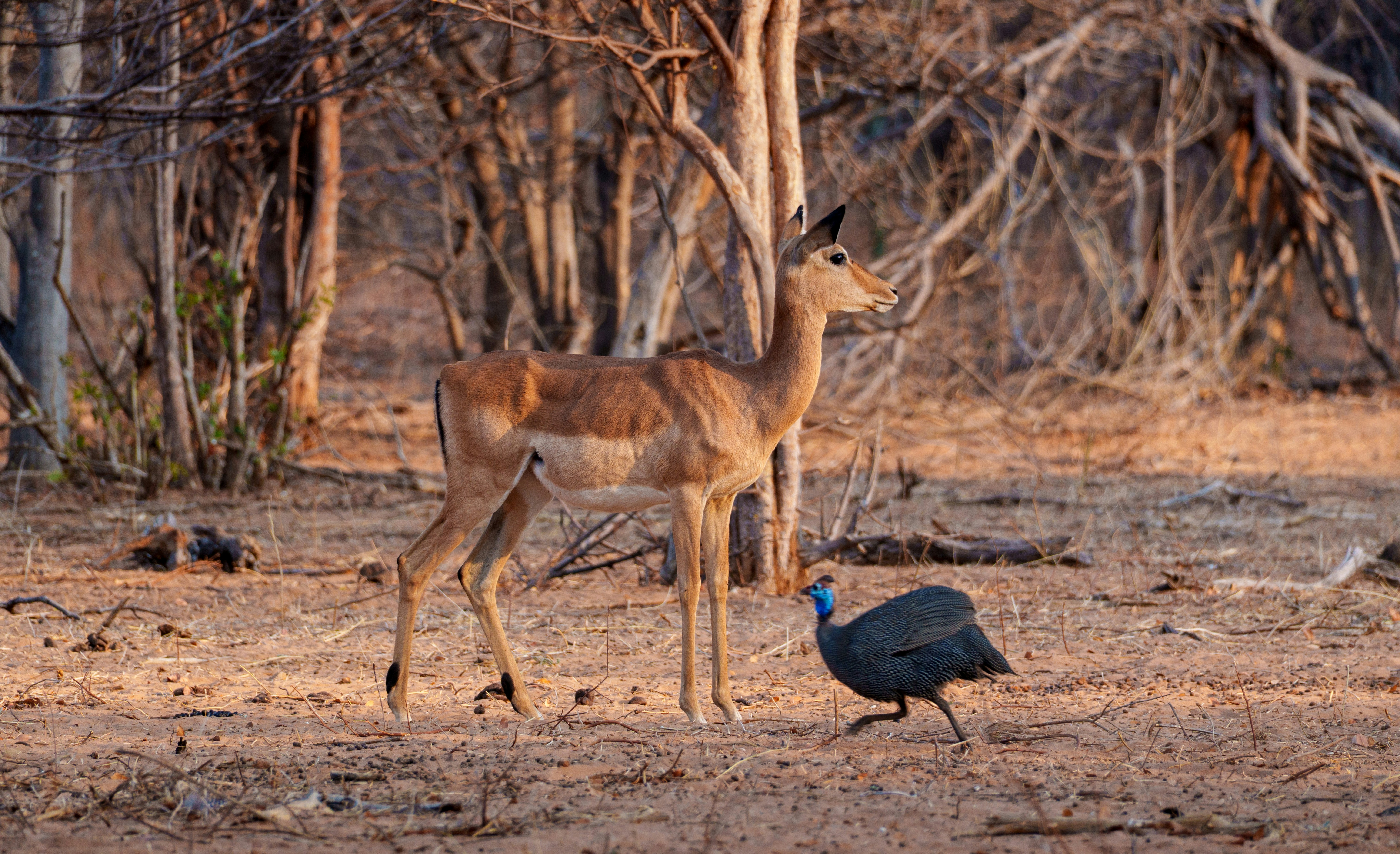 Sunlit encounter in scrub: a deer and a blue peacock share a quiet moment