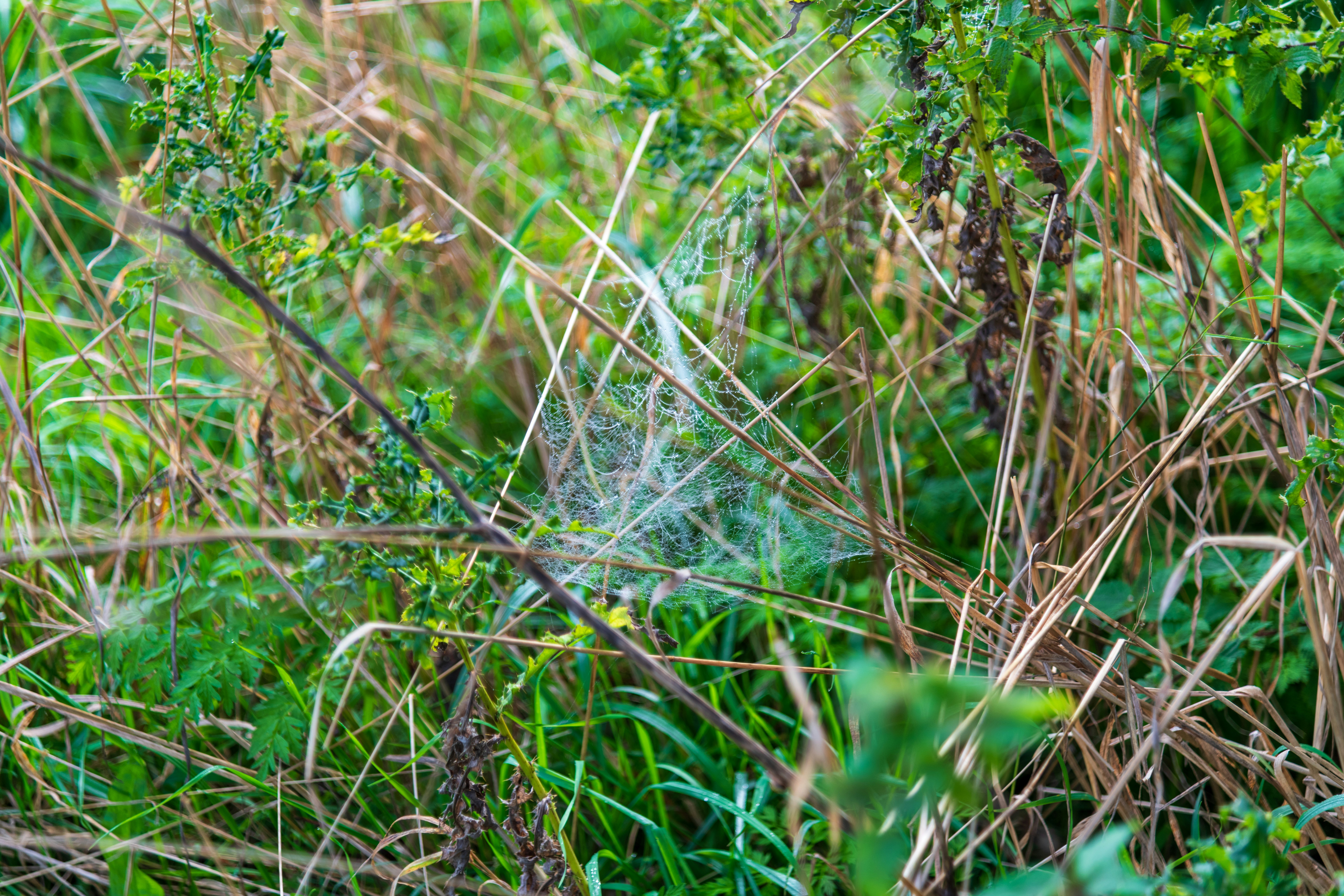 Nature's Intricate Weave: A Study in Textures