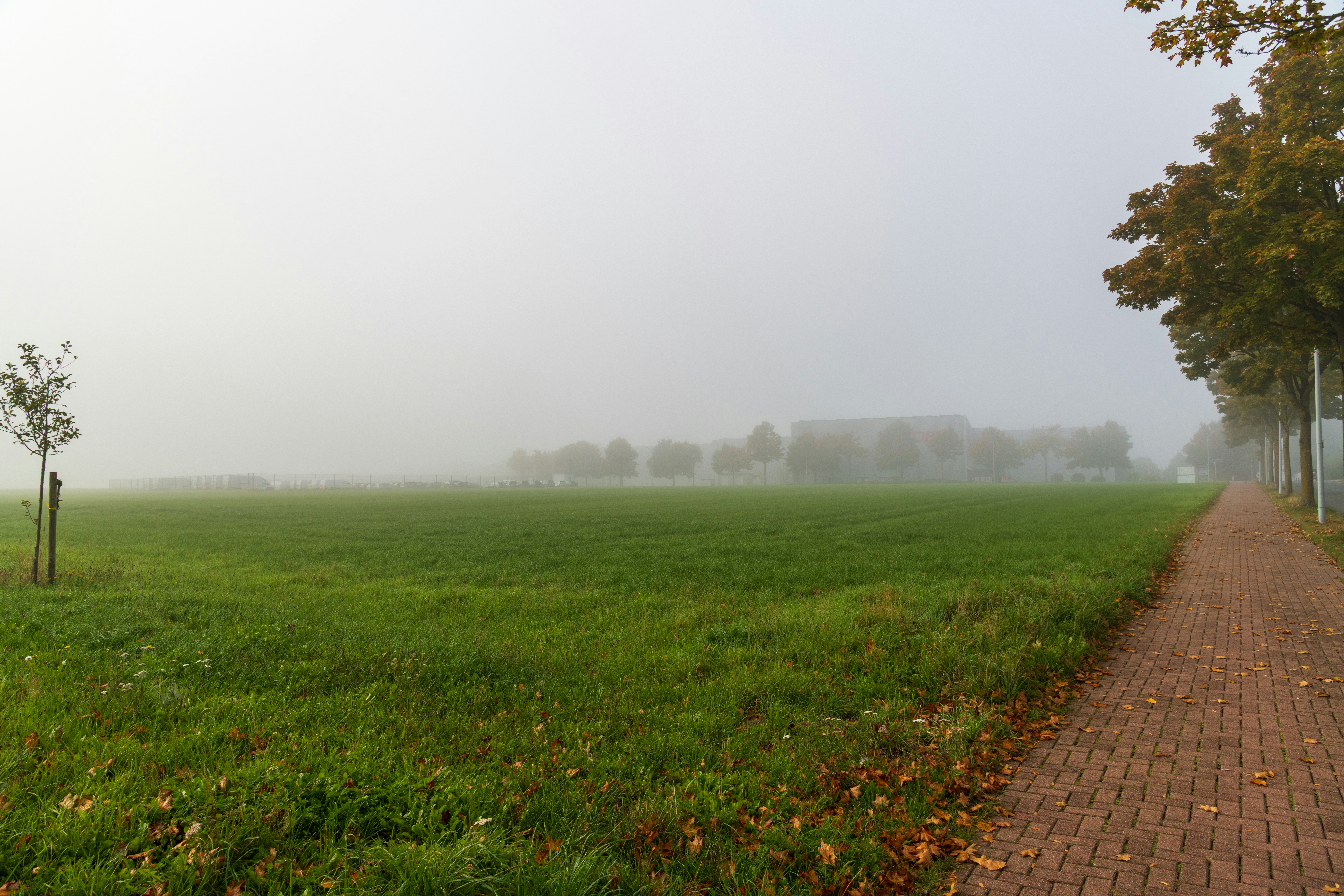 Fog enveloping a lush green field with a winding brick path and trees lining the horizon. The scene evokes a serene and tranquil atmosphere.